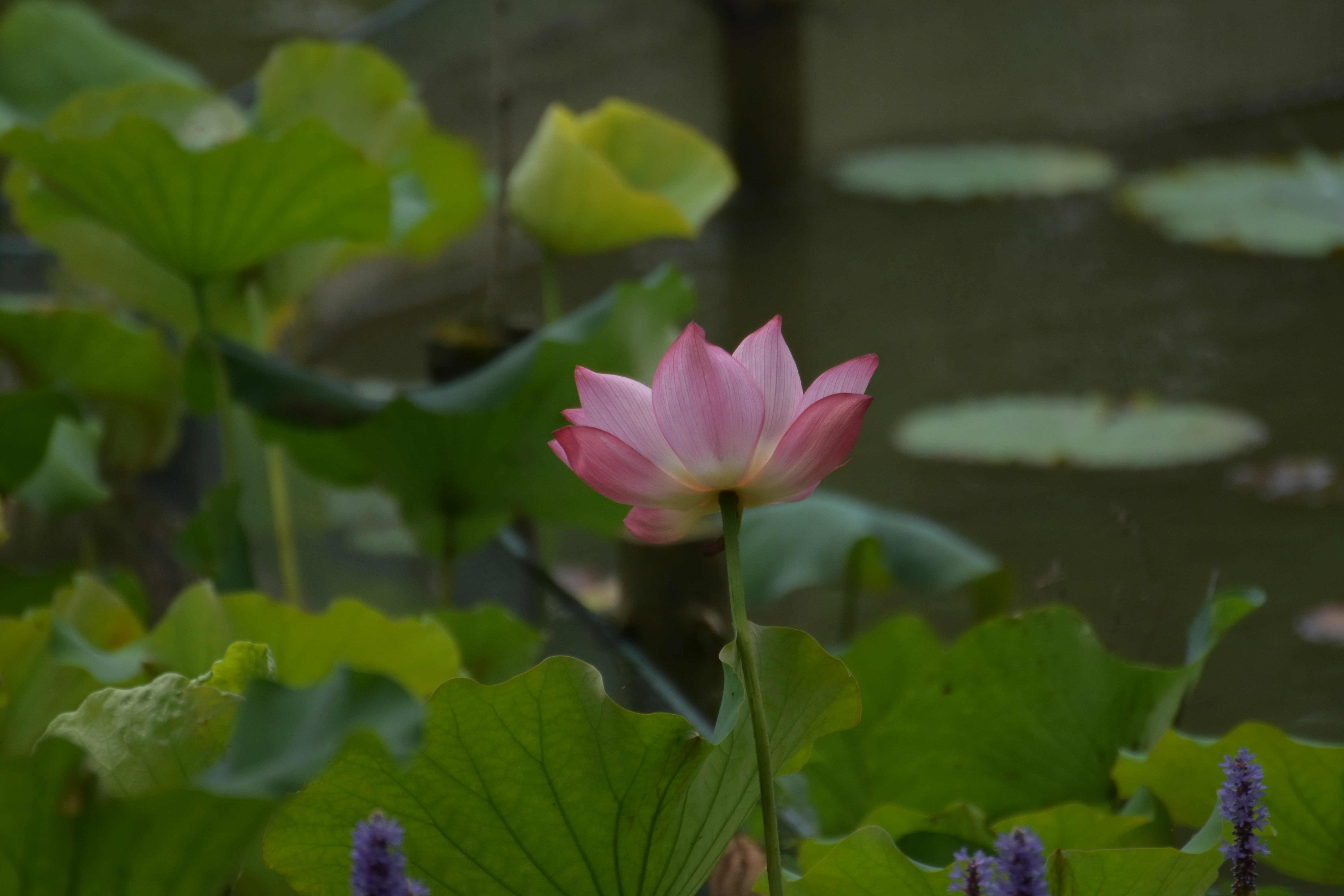 Photo by Kaka Liu with Nikon D3400