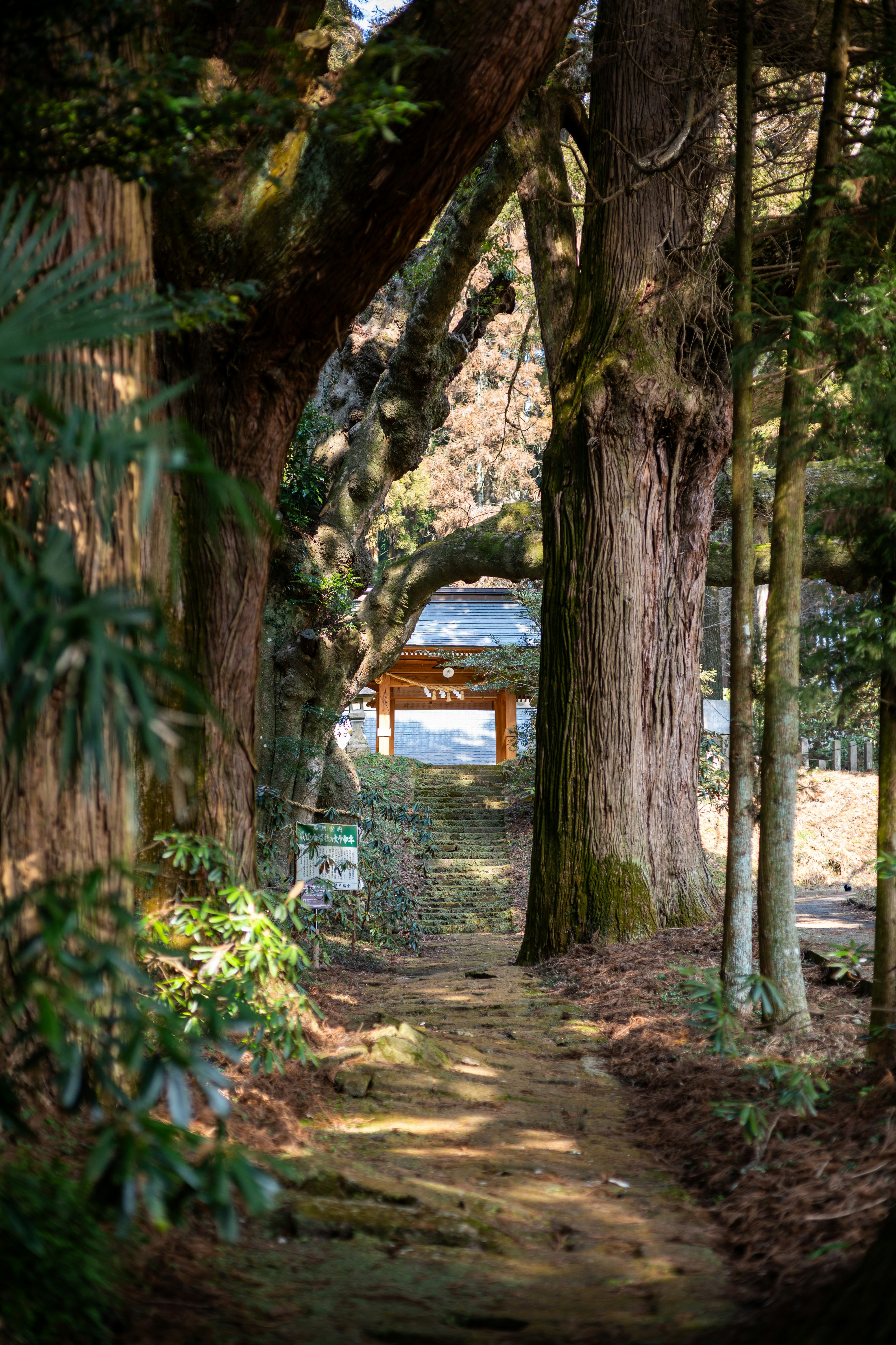 A path in the middle of a forest with a bench in the distance photo ...