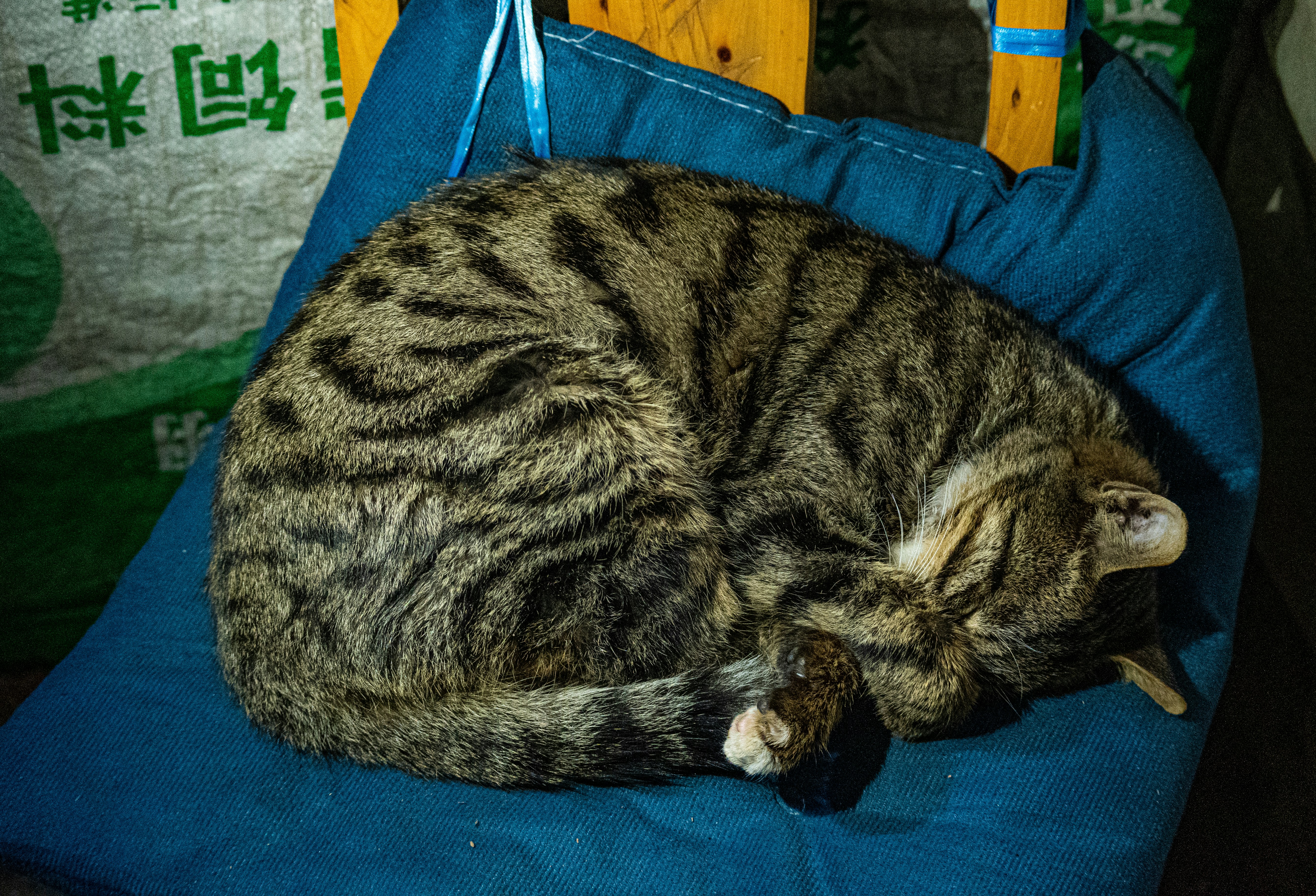 A cat is curled up on a blue chair