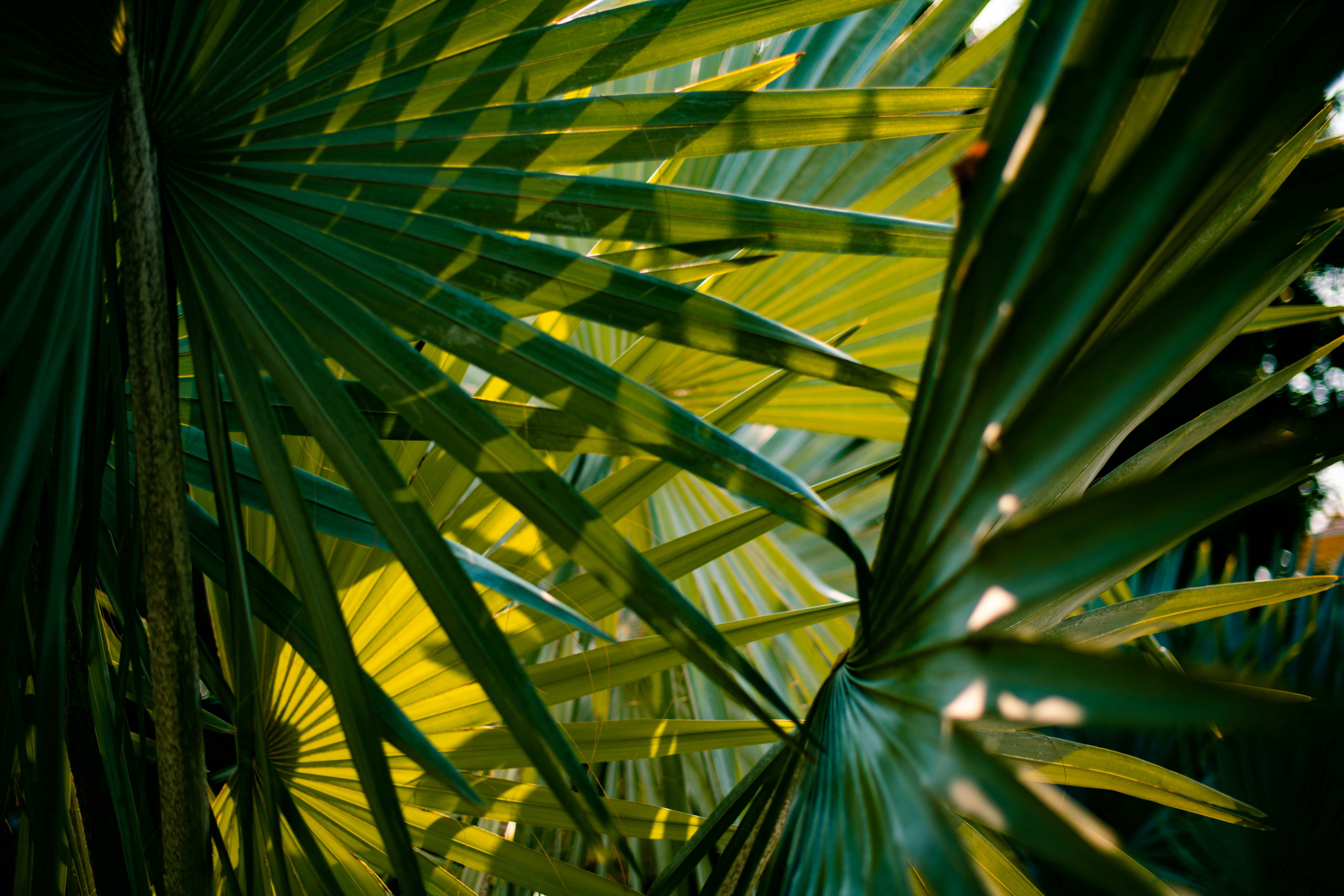 Sunlight creates intricate patterns on overlapping green palm leaves.