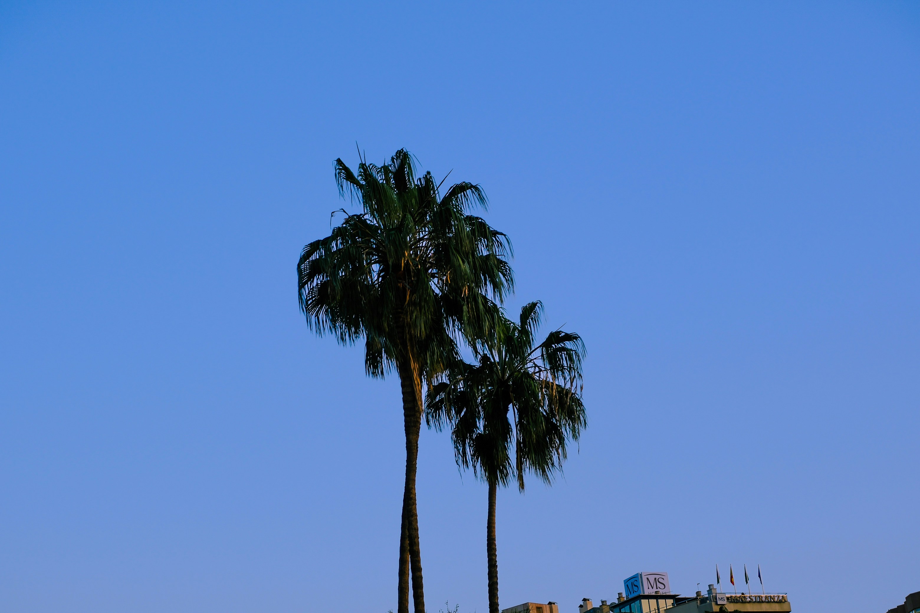 Tall palm trees silhouetted against a clear blue sky with a building in the background.
