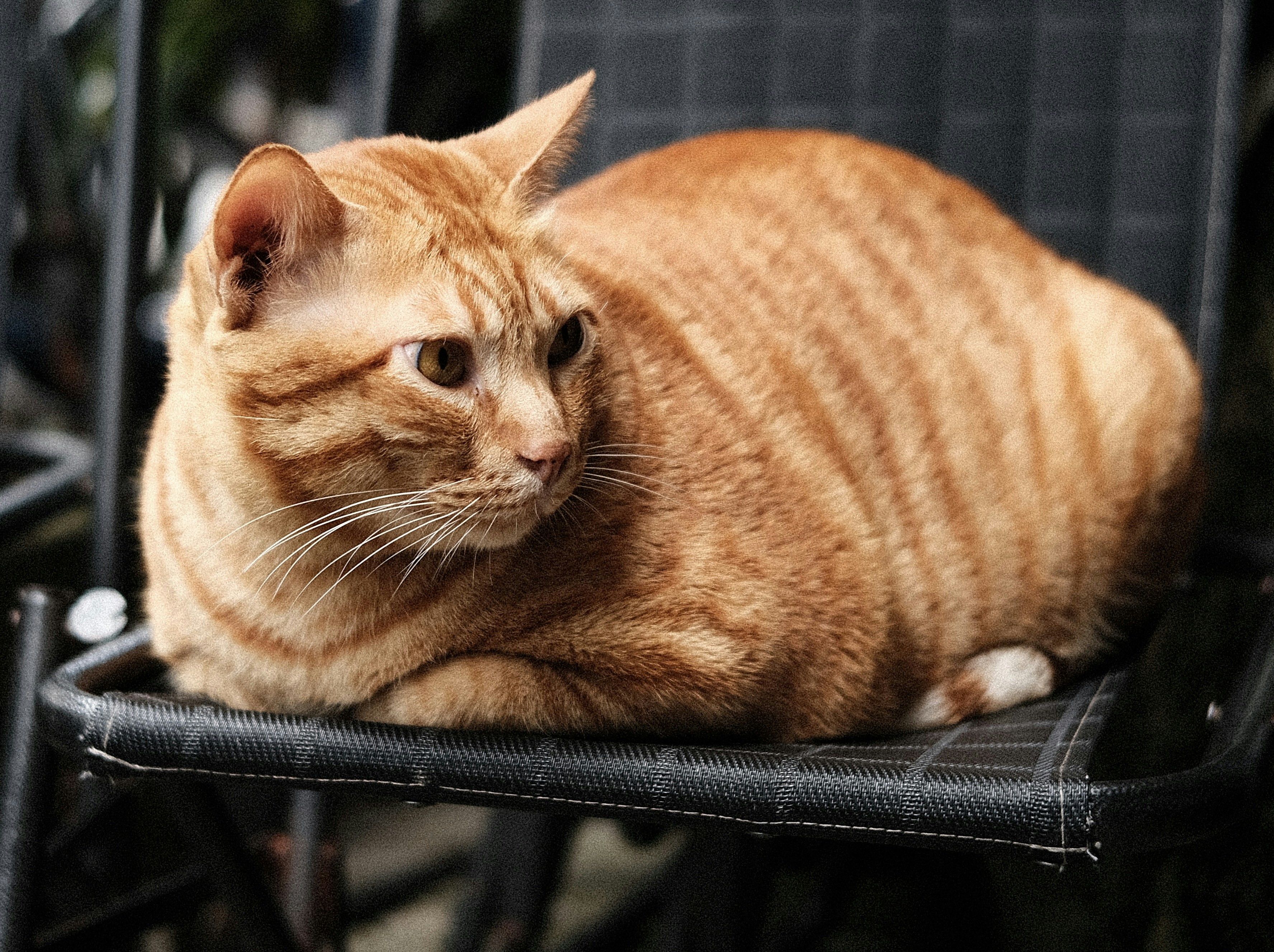 Amber Quietude on a Woven Chair