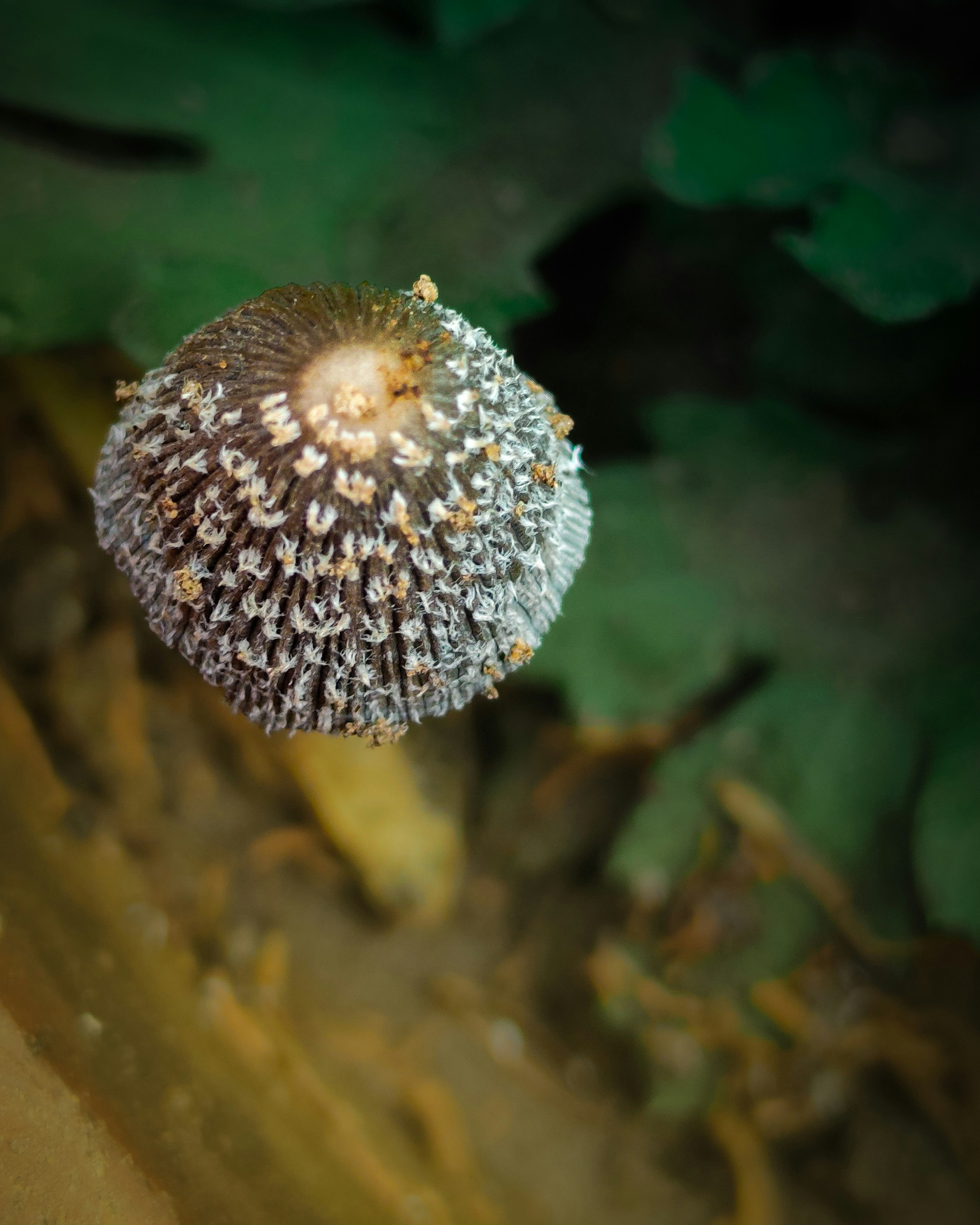 Close-up of a textured mushroom cap surrounded by lush greenery, showcasing nature's delicate details.