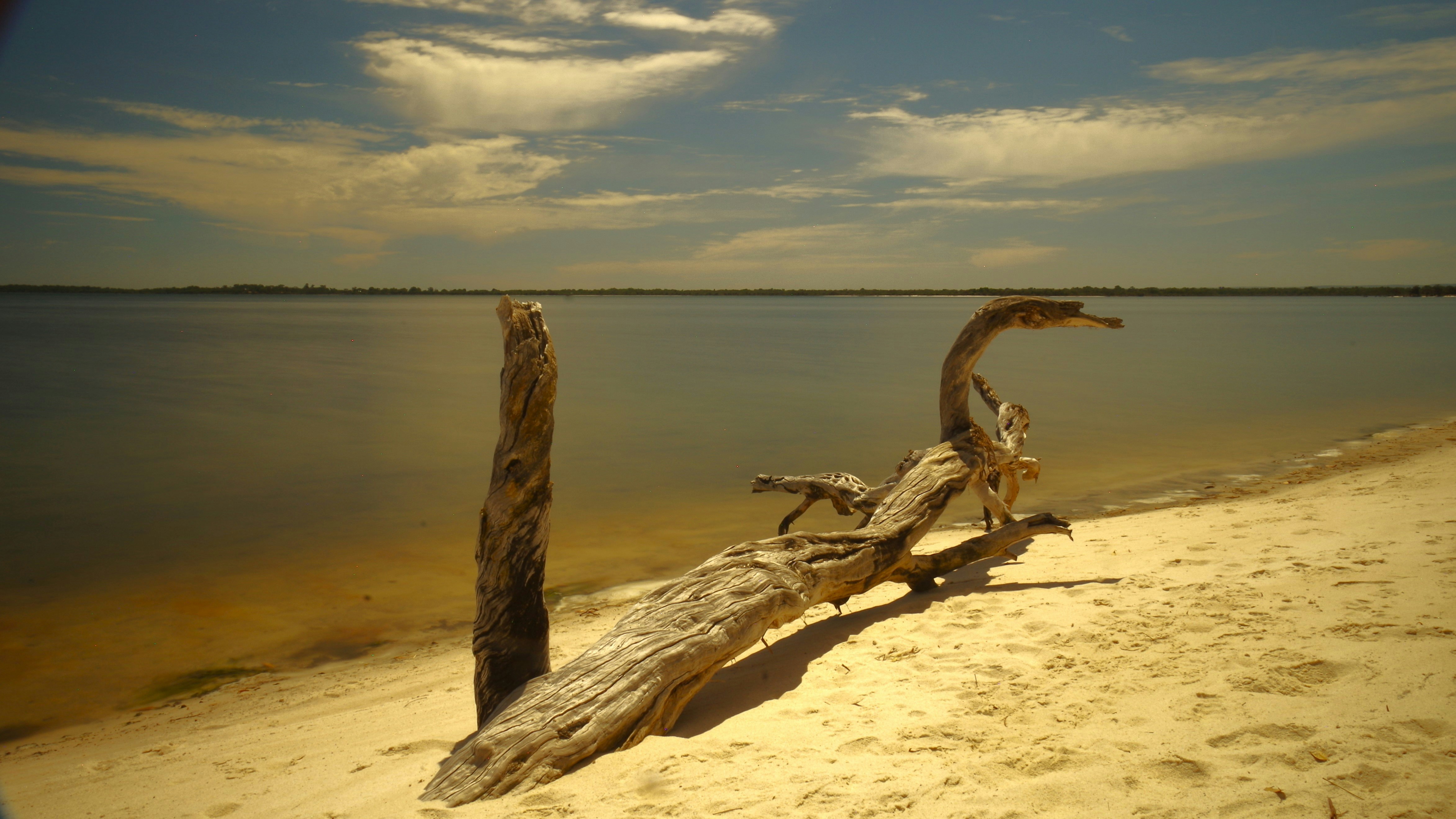 Weathered driftwood resting on a sunlit sandy beach beside calm waters under a partly cloudy sky.