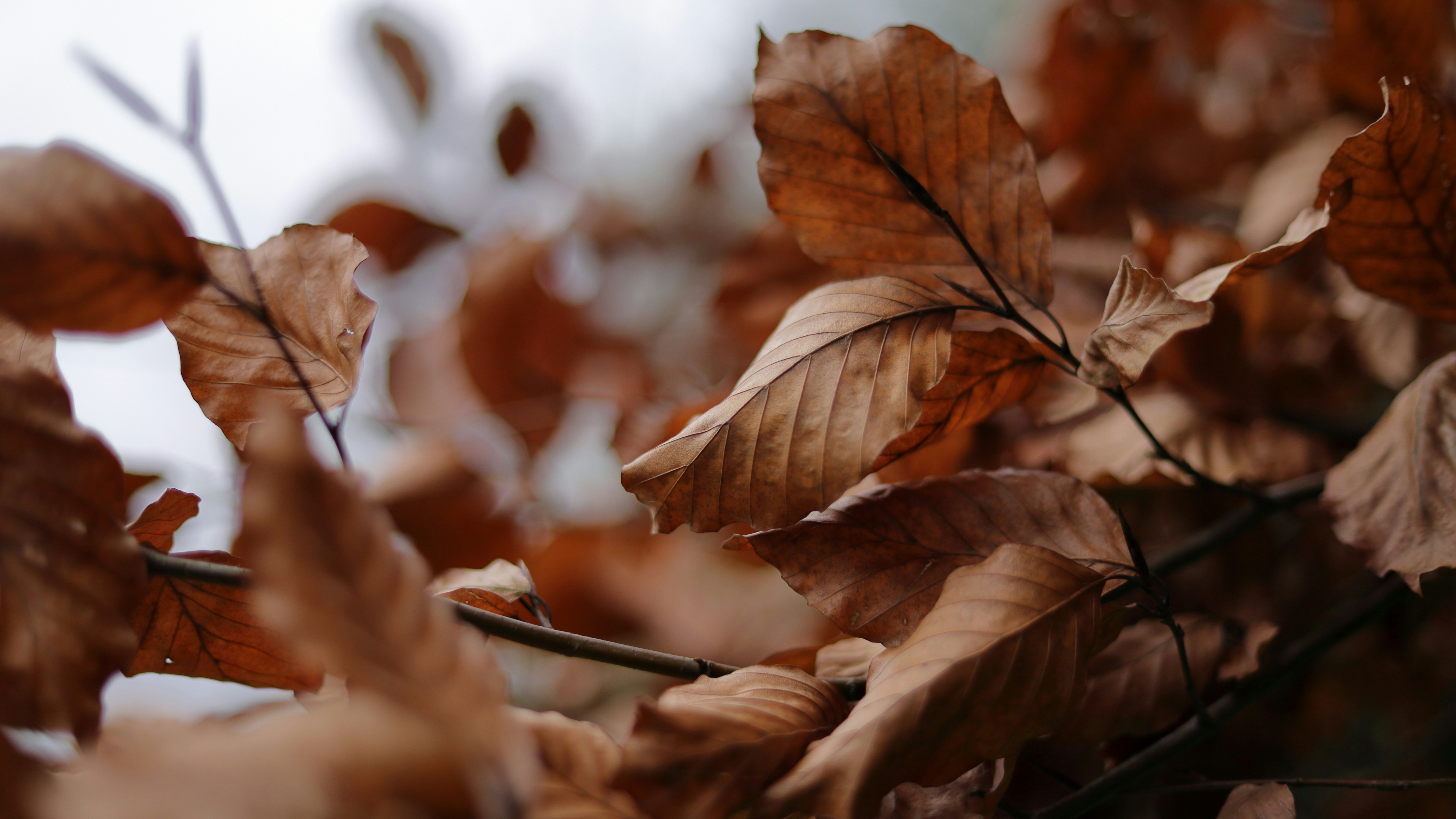 Autumn's Whisper: The Dance of Withered LeavesSergiy Kmet