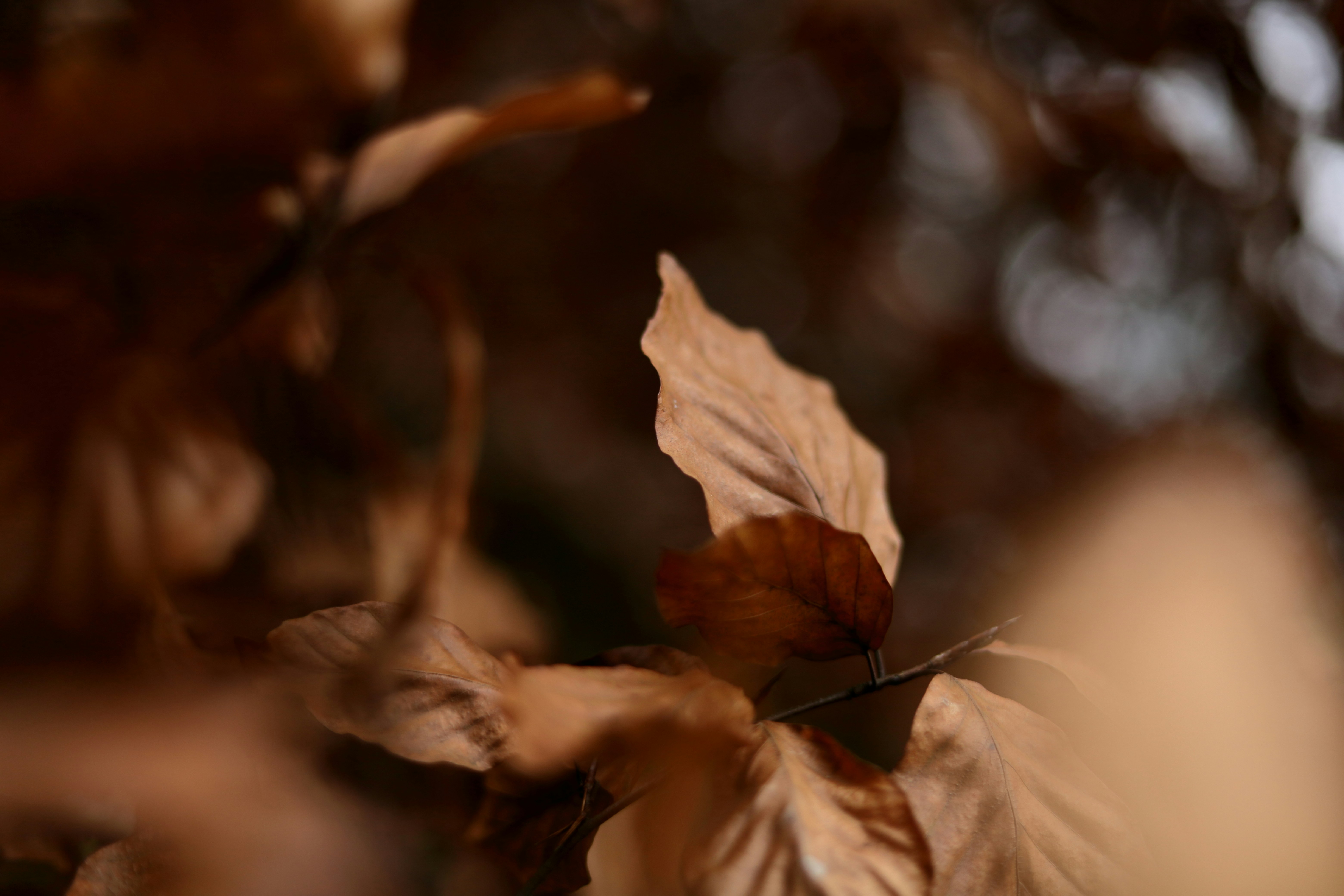 Close-up of delicate, dried leaves softly illuminated, showcasing intricate textures and earthy tones.