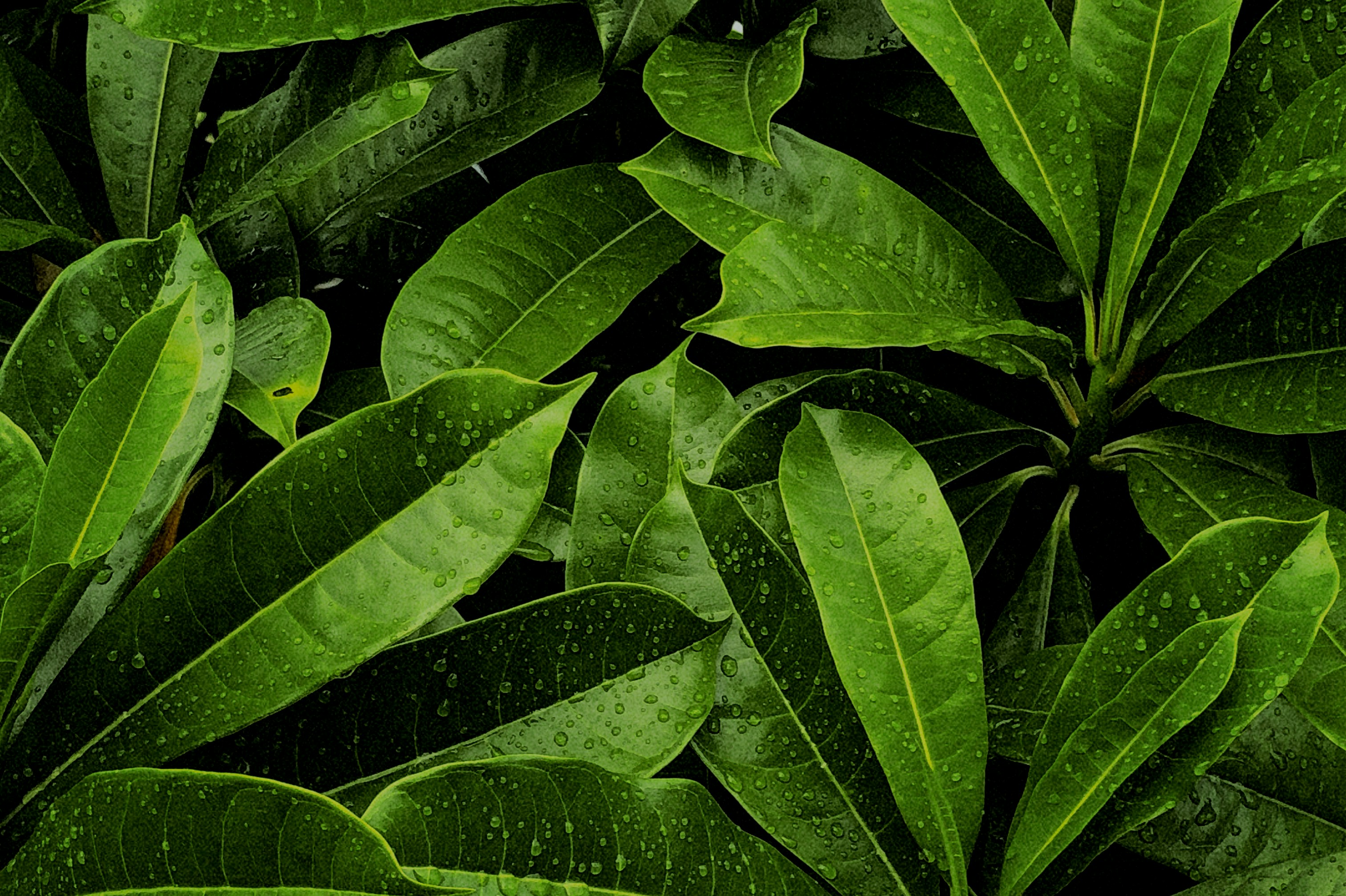 Lush green leaves adorned with glistening water droplets against a dark background.