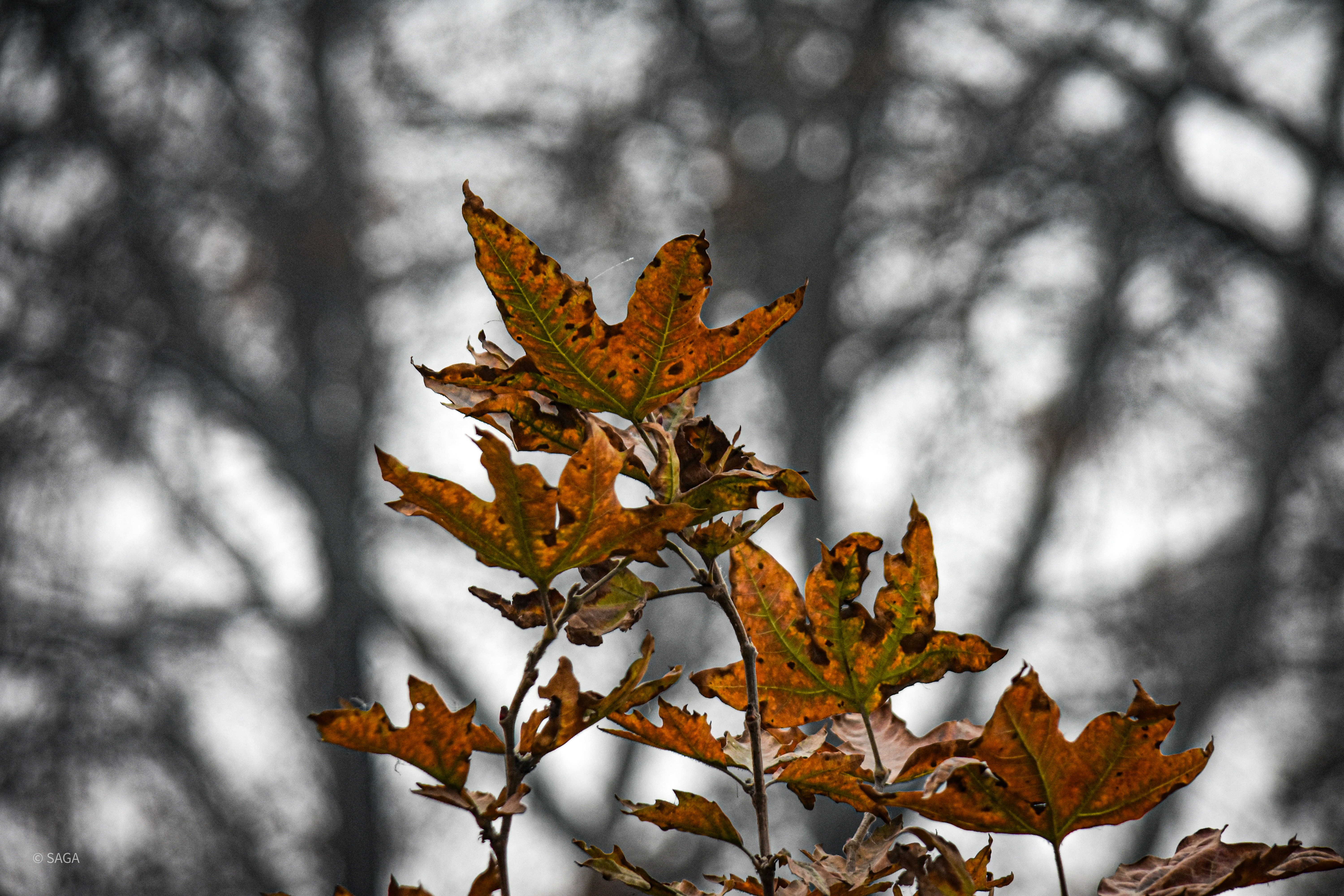 Orange-brown leaves against a soft-focus background of bare trees.