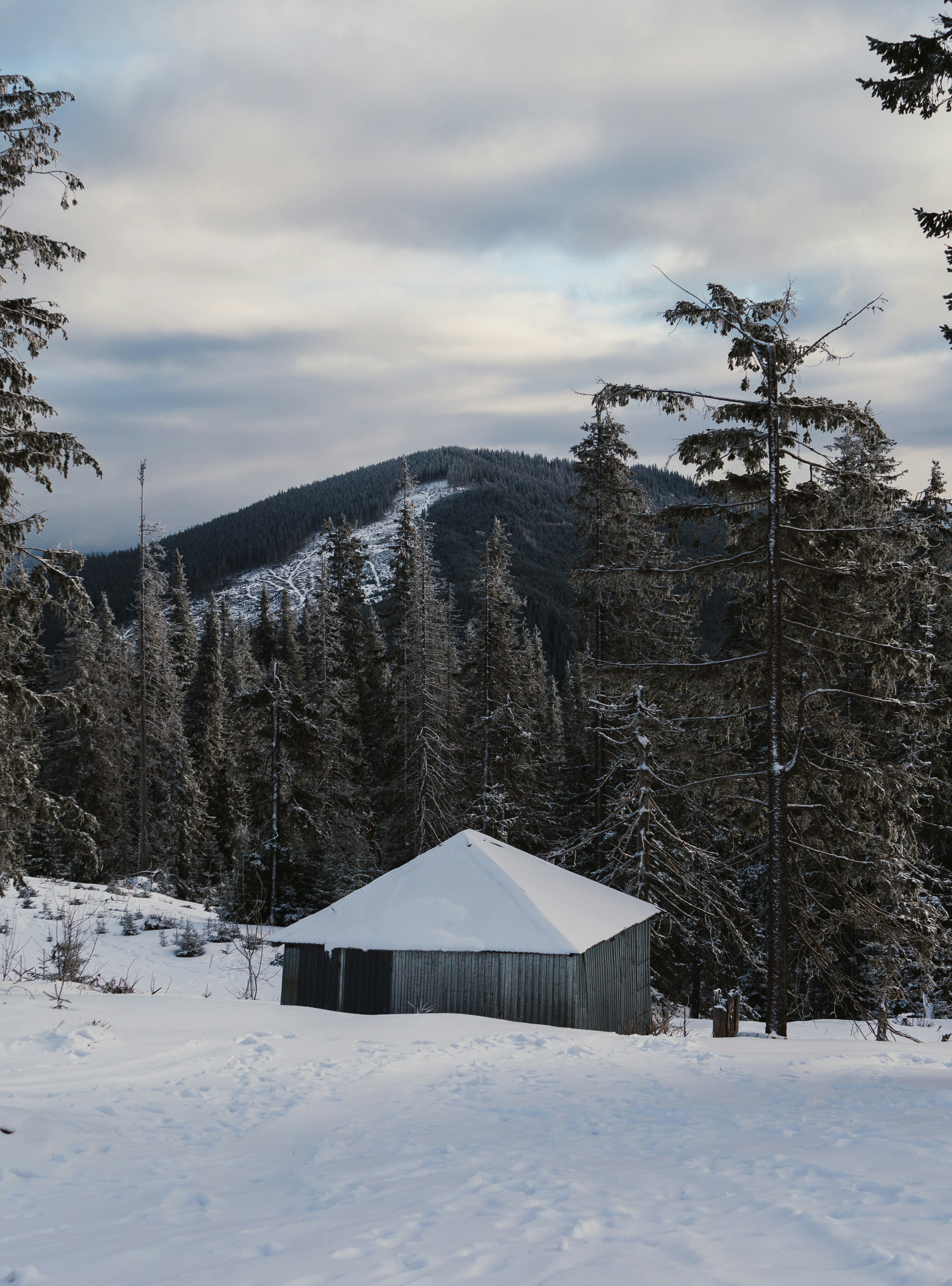 Snowbound Cabin at the Foot of a Pine-Dotted Ridge