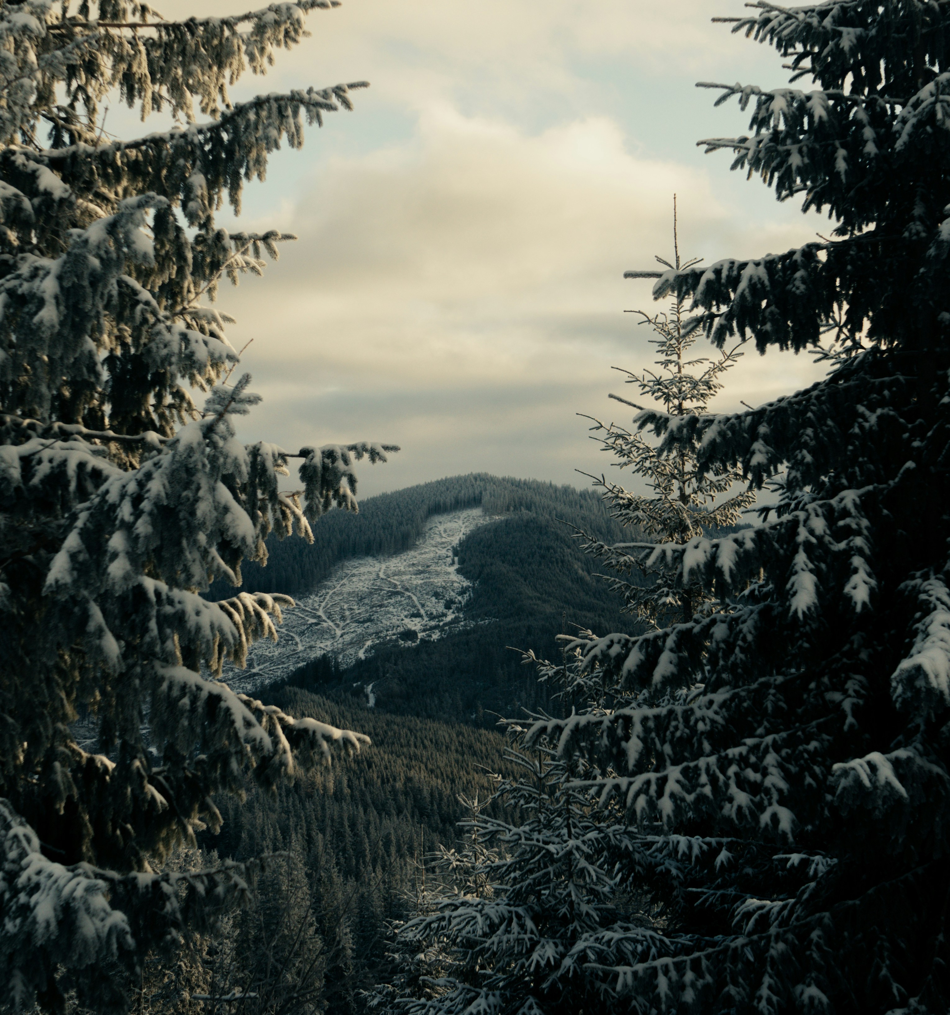A view of a snow covered forest from a distance photo – Free Dragobrat ...