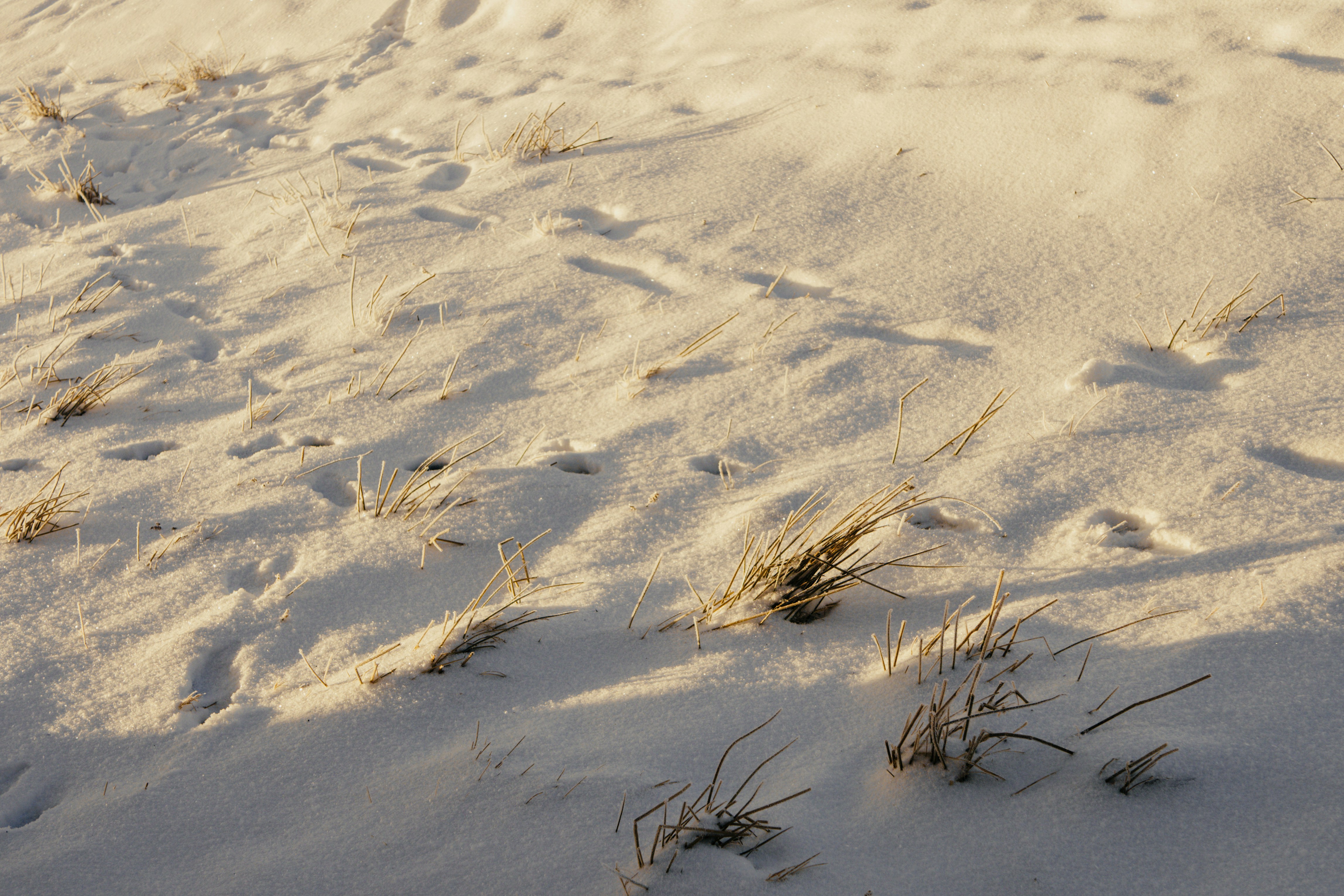 Whispers of Winter on a Sunlit Slope