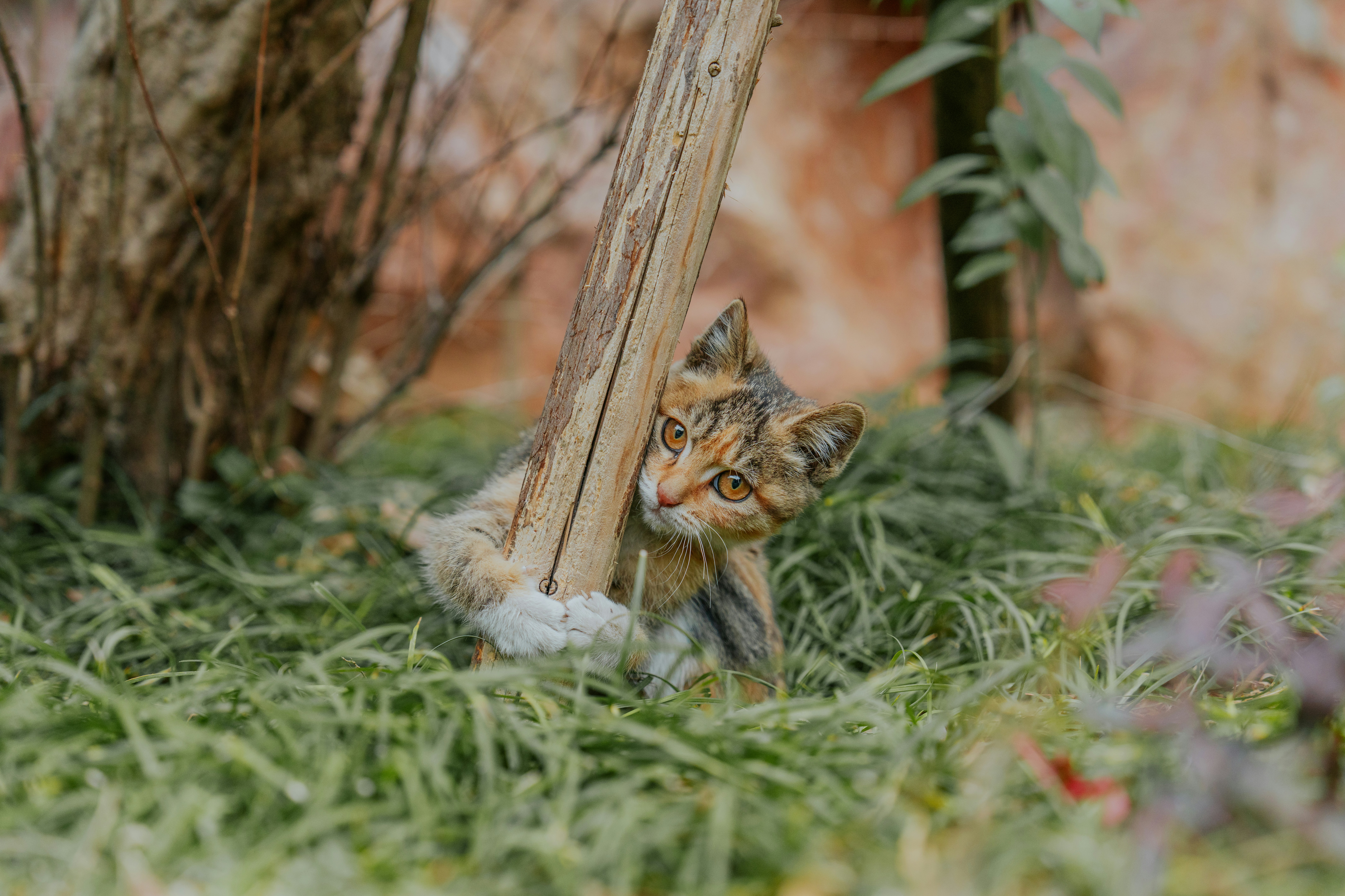 Peekaboo Kitten in a Garden Hideaway