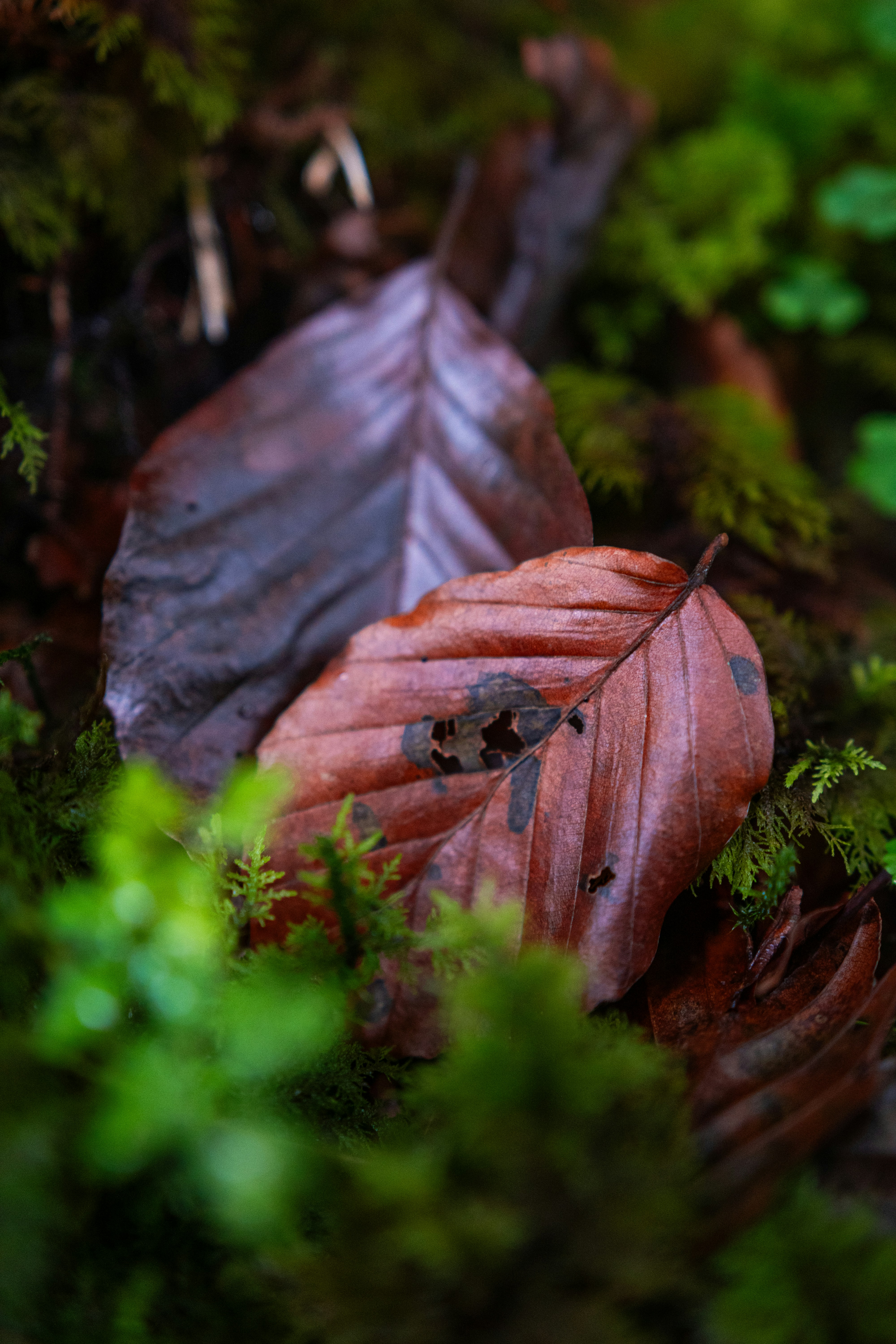 Autumn Leaf Wable: A Crimson Leaf Among Forest Greens