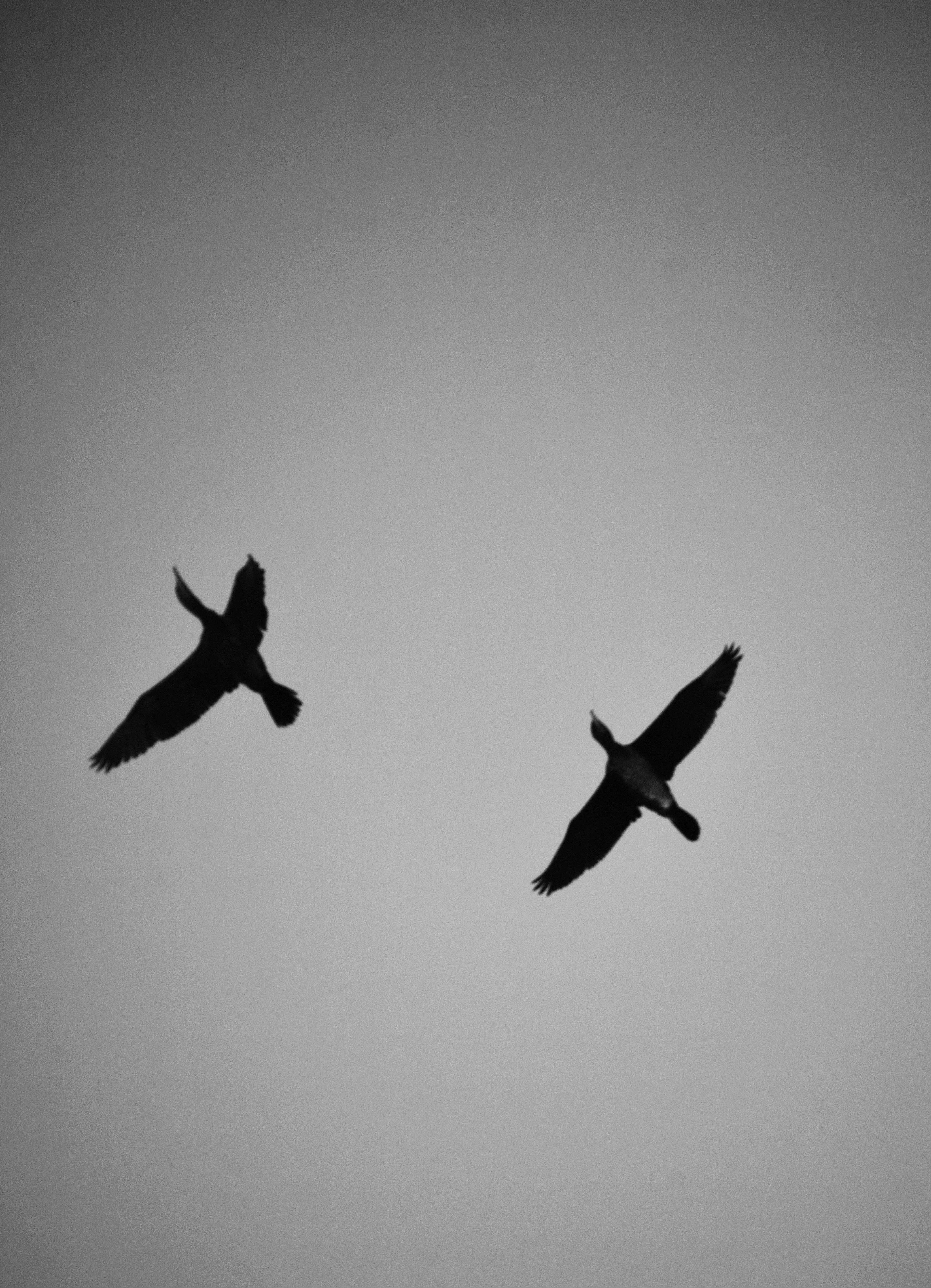 Monochrome Flight: Two Gulls in a Quiet Sky