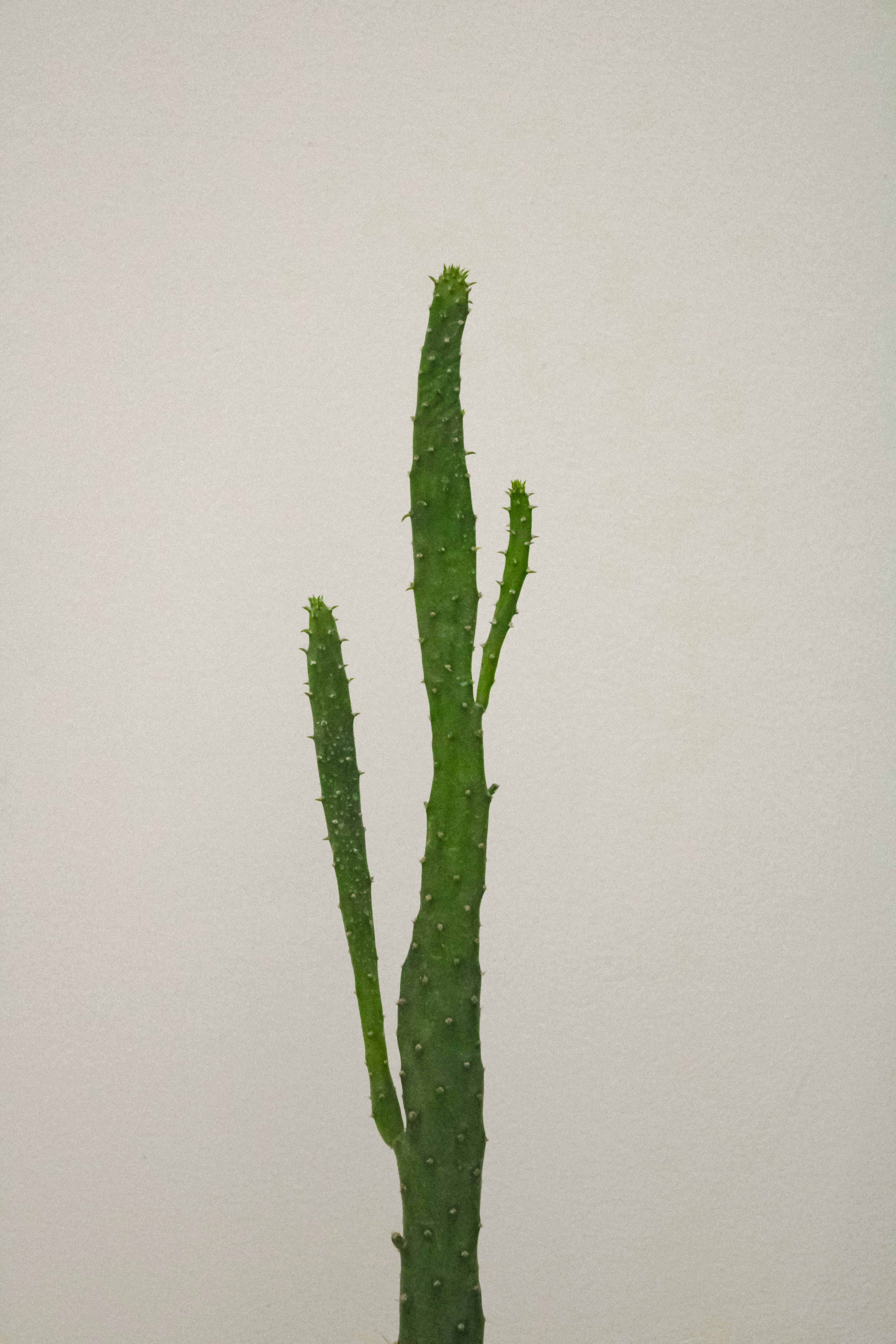 Vertical Green Sentinel Against a Quiet Wall