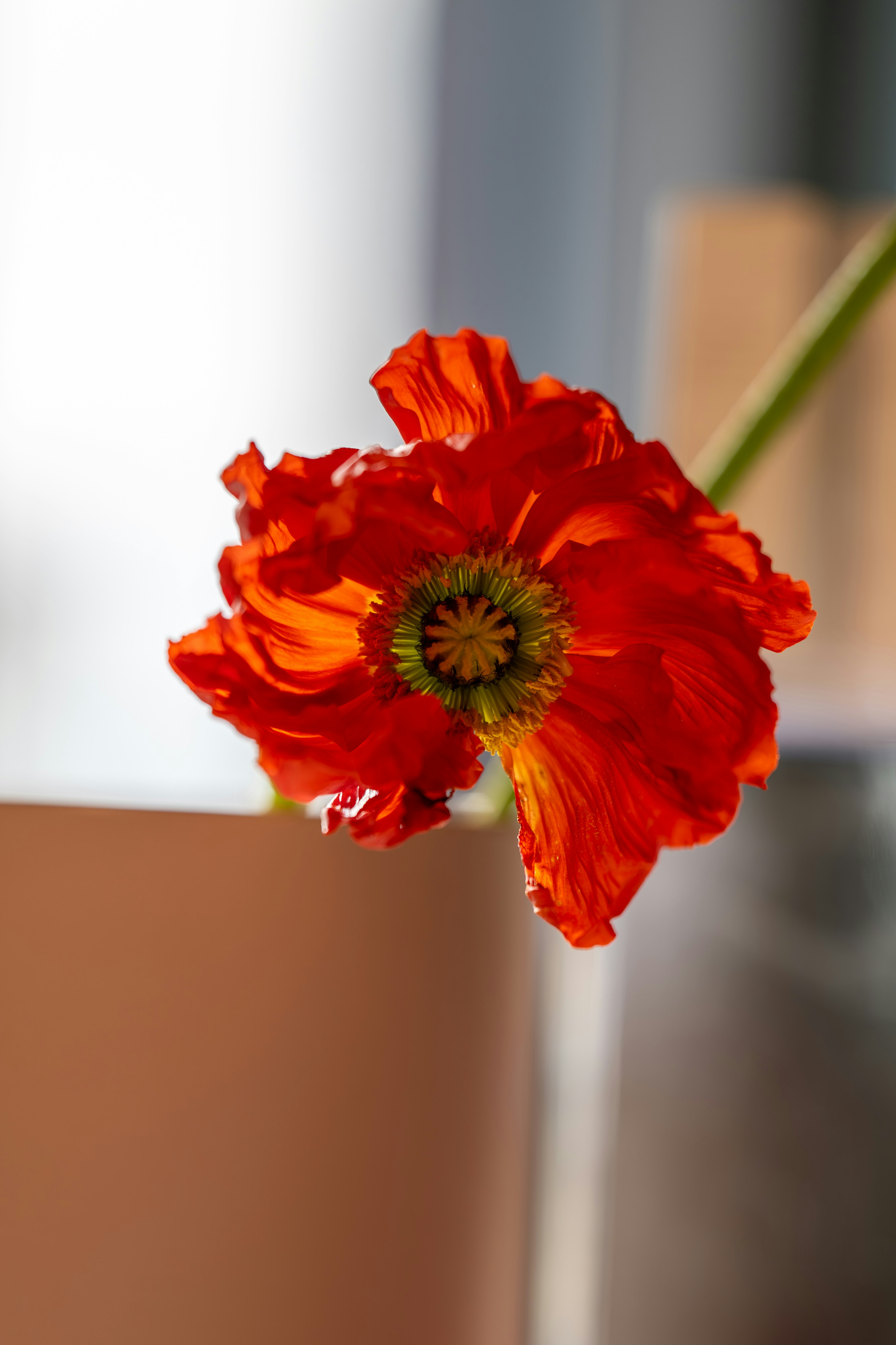 Crimson Poppy in a Quiet Studio Glow