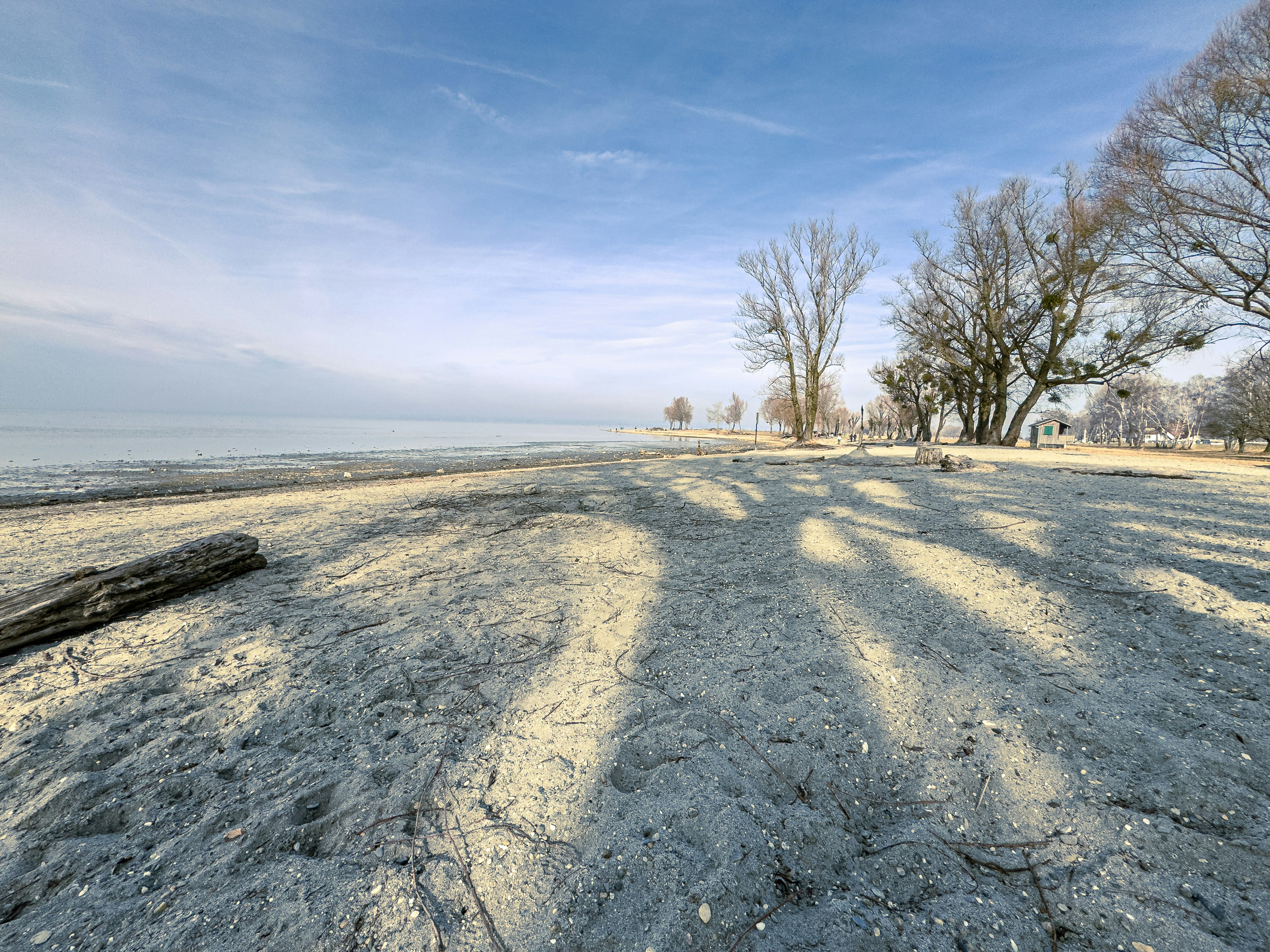Bare trees cast long shadows on a sandy beach under a clear blue sky.