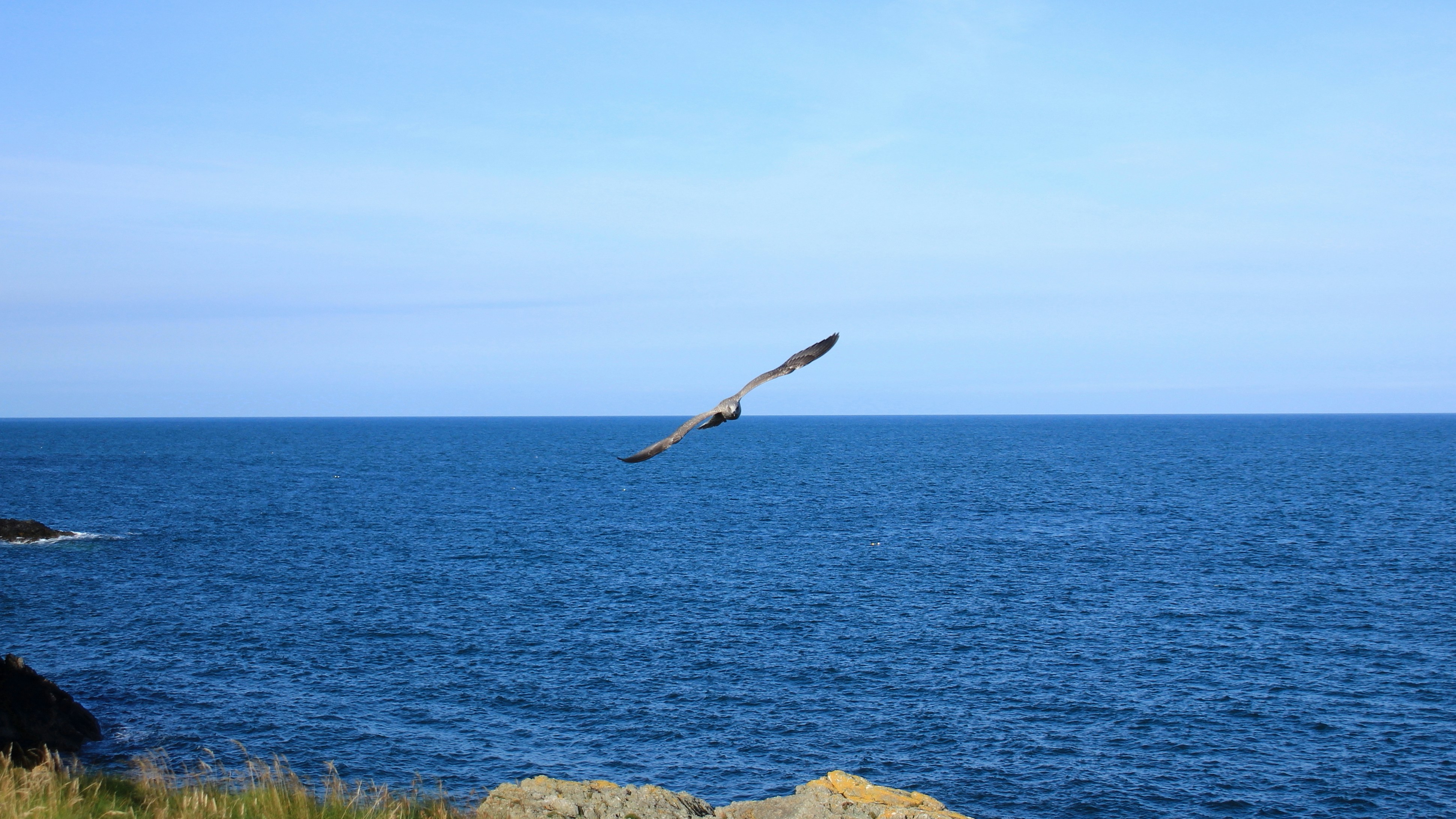 Bird gliding over a vast blue ocean with a rocky coastline in the foreground.