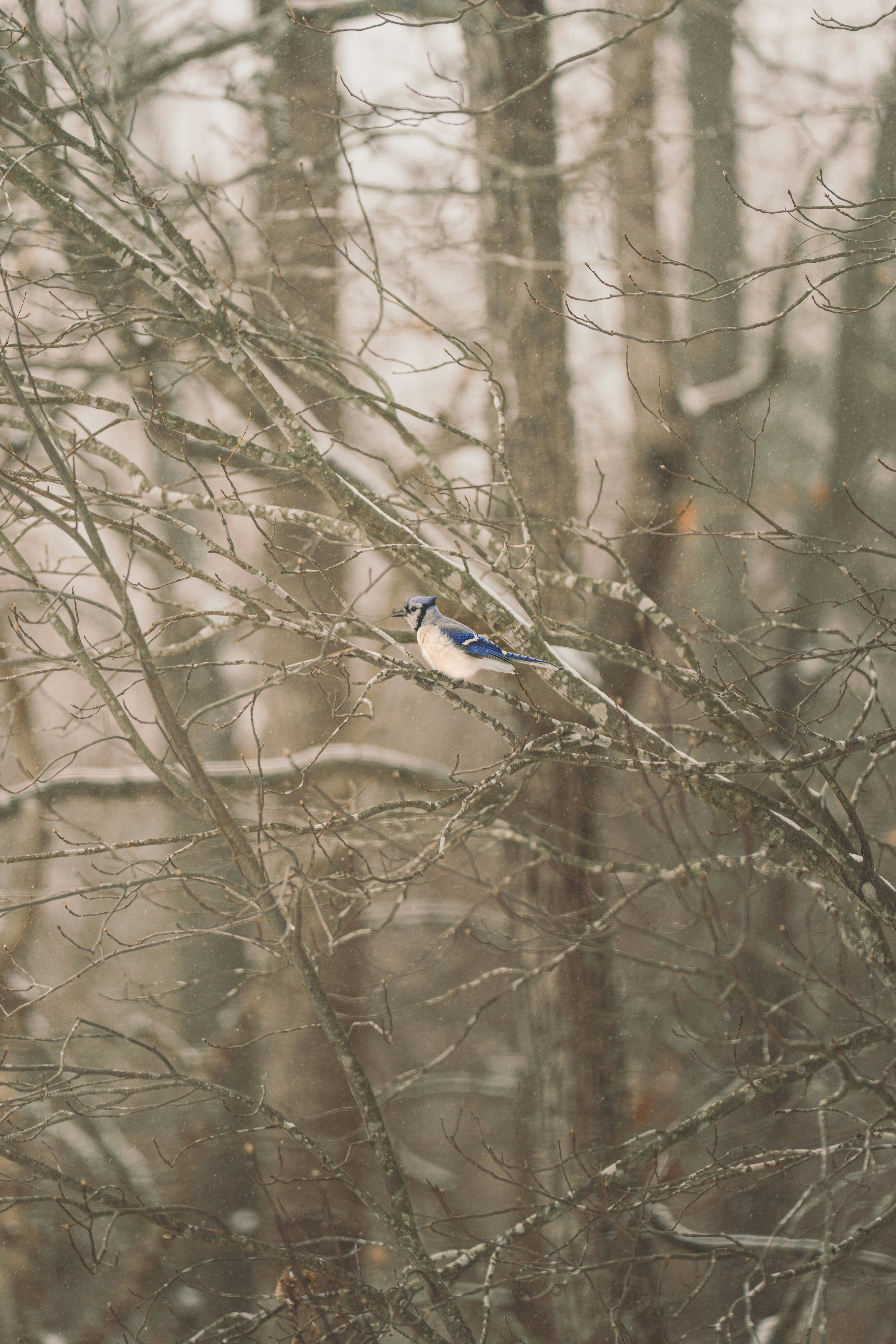 Azure Perch: Blue Jay on a Snow-Dusted Branch