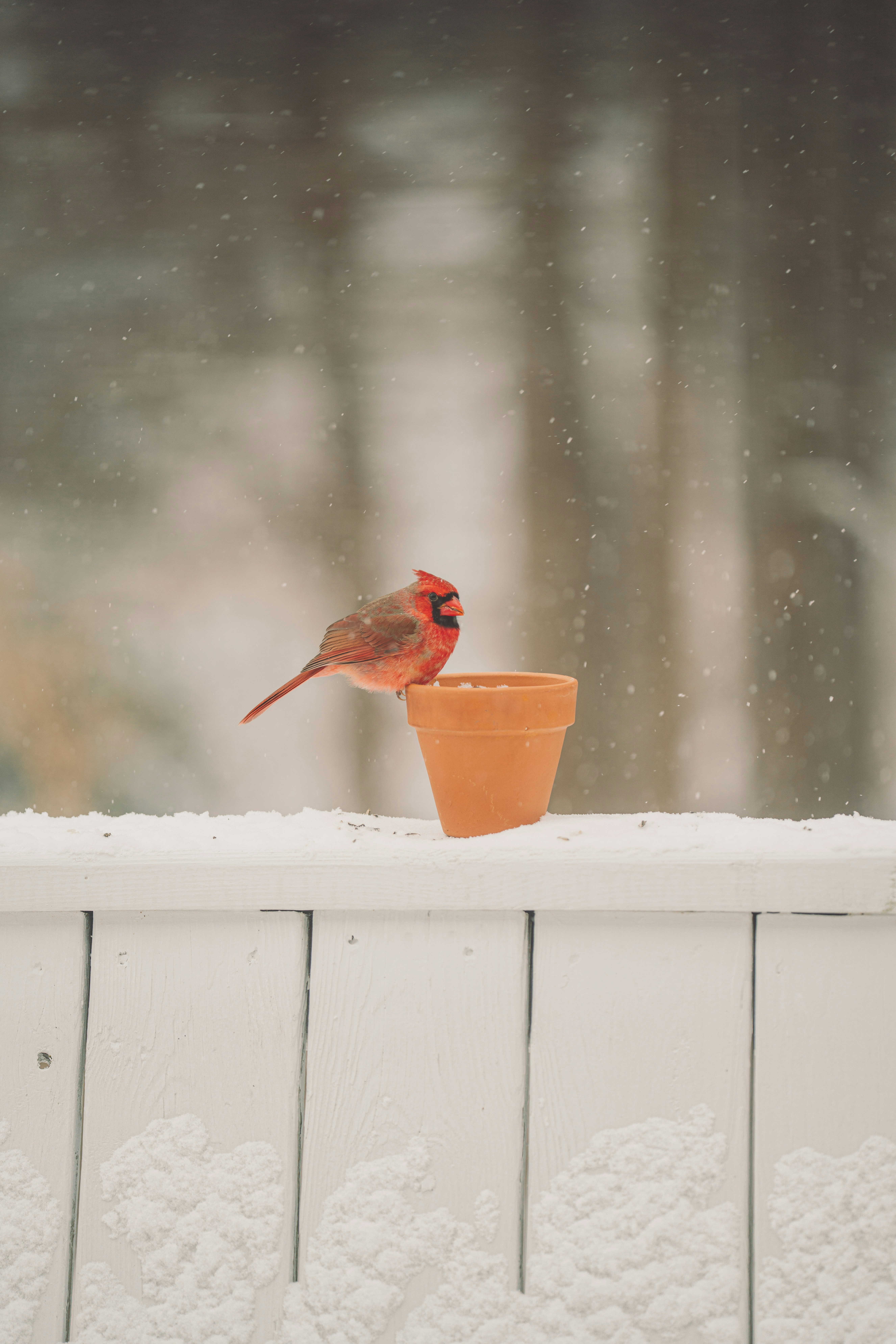 Scarlet Cardinal on a Snow-kissed Terracotta Pot