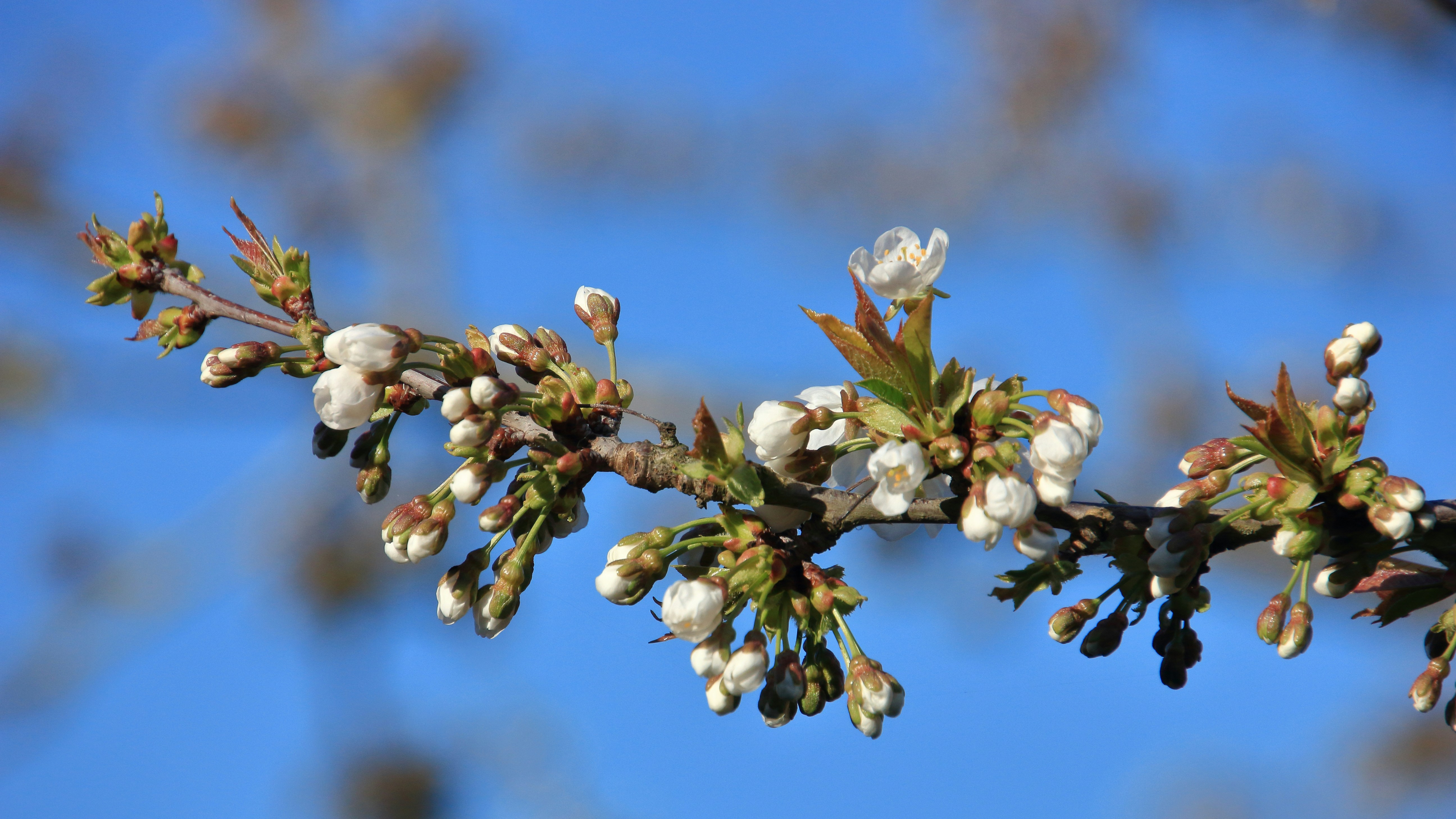 Photo by Lex Noordhoff with Canon EOS 600D