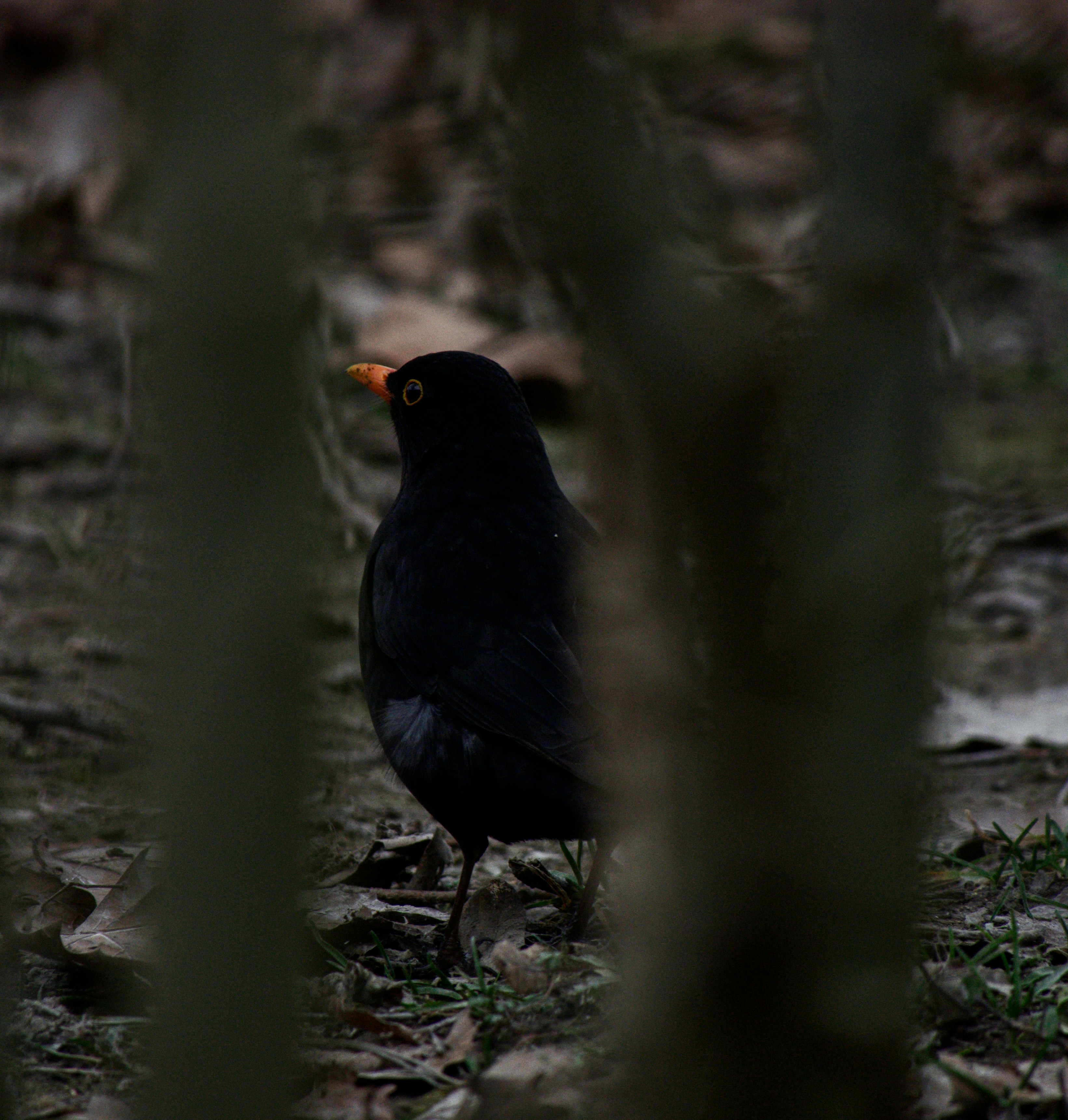 Blackbird with bright beak standing on the forest floor, partially obscured by branches.