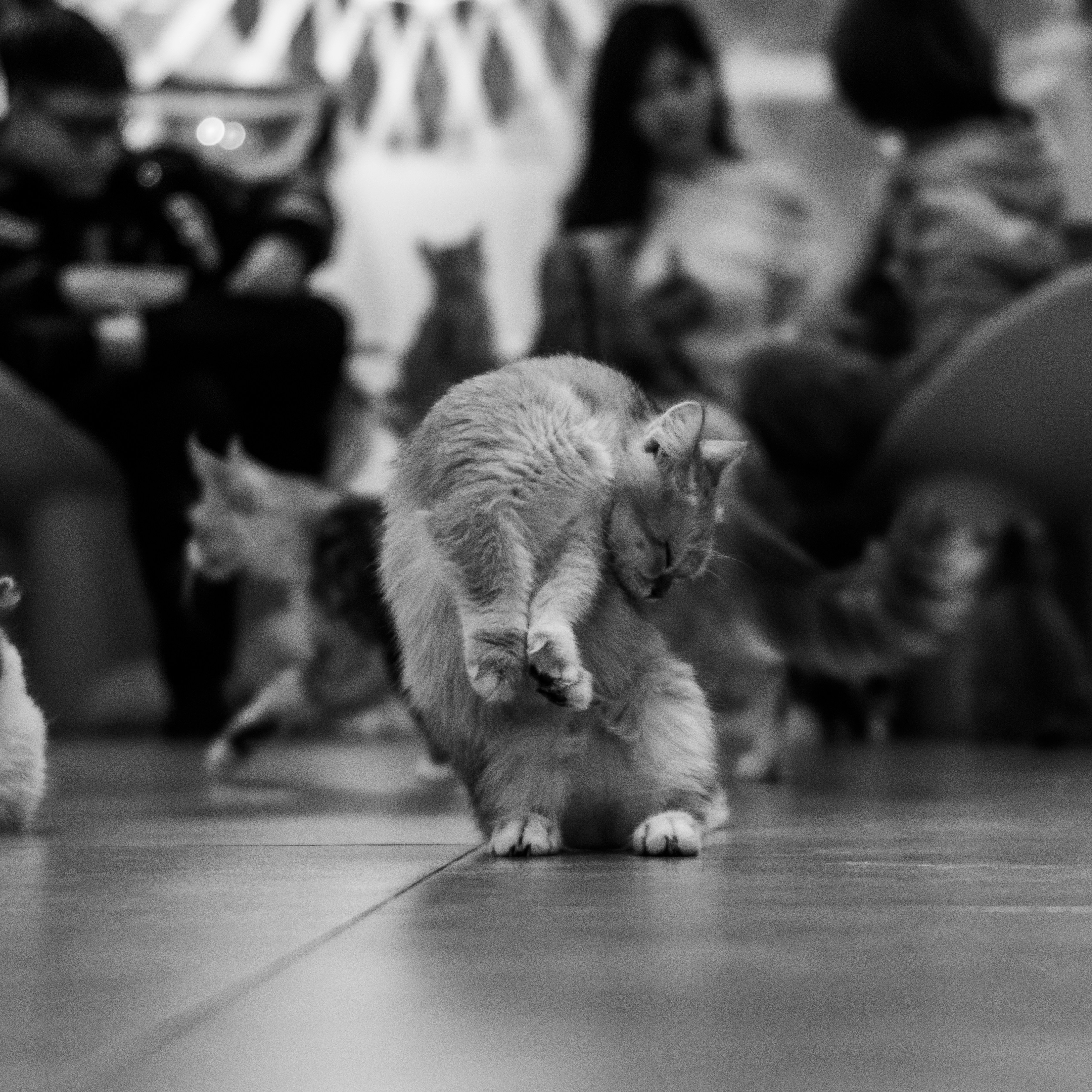 Midfield Acrobat: Cat in a Quiet Curtain Call