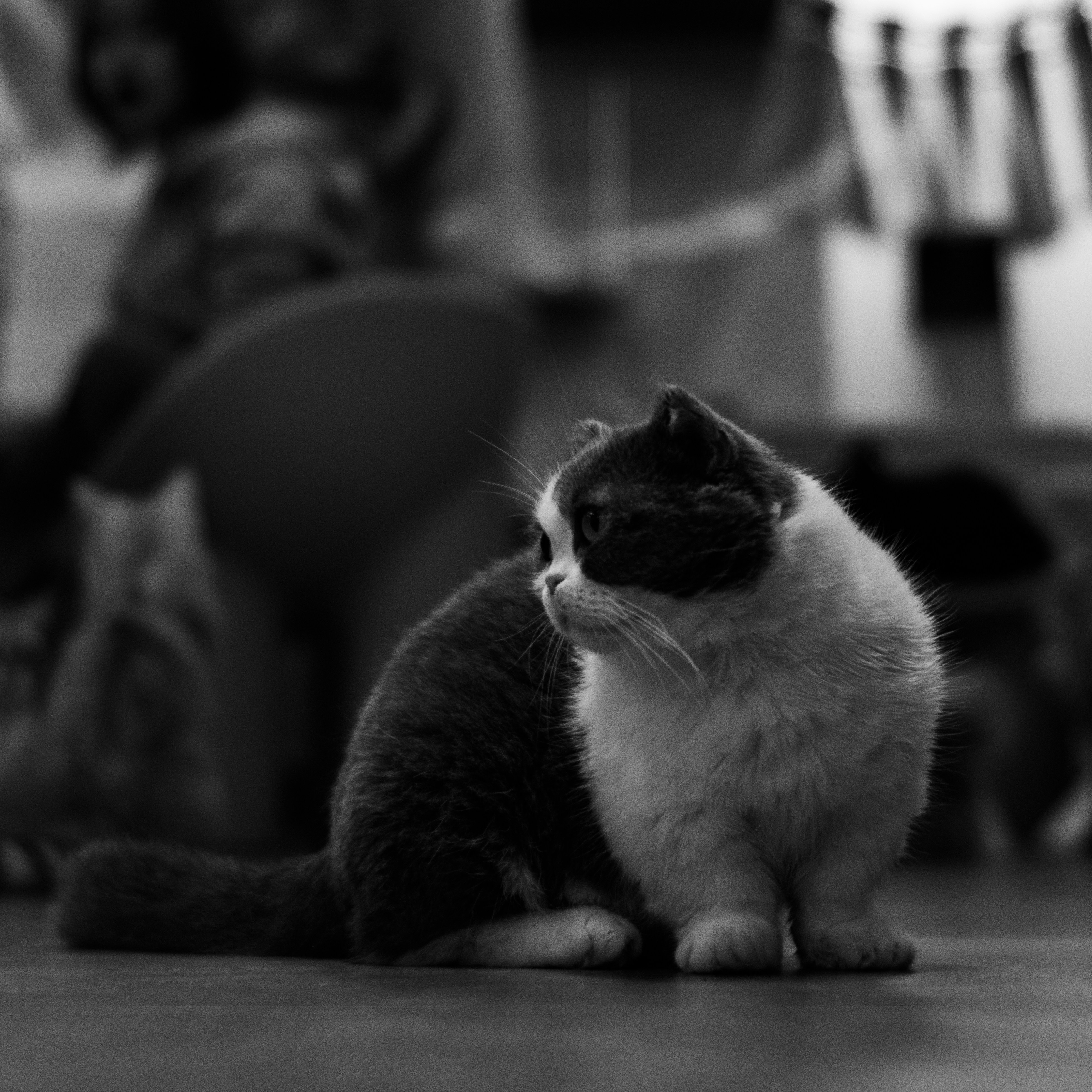 Two-Tone Cat in Quiet Focus: A Monochrome Moment on a Bare Floor