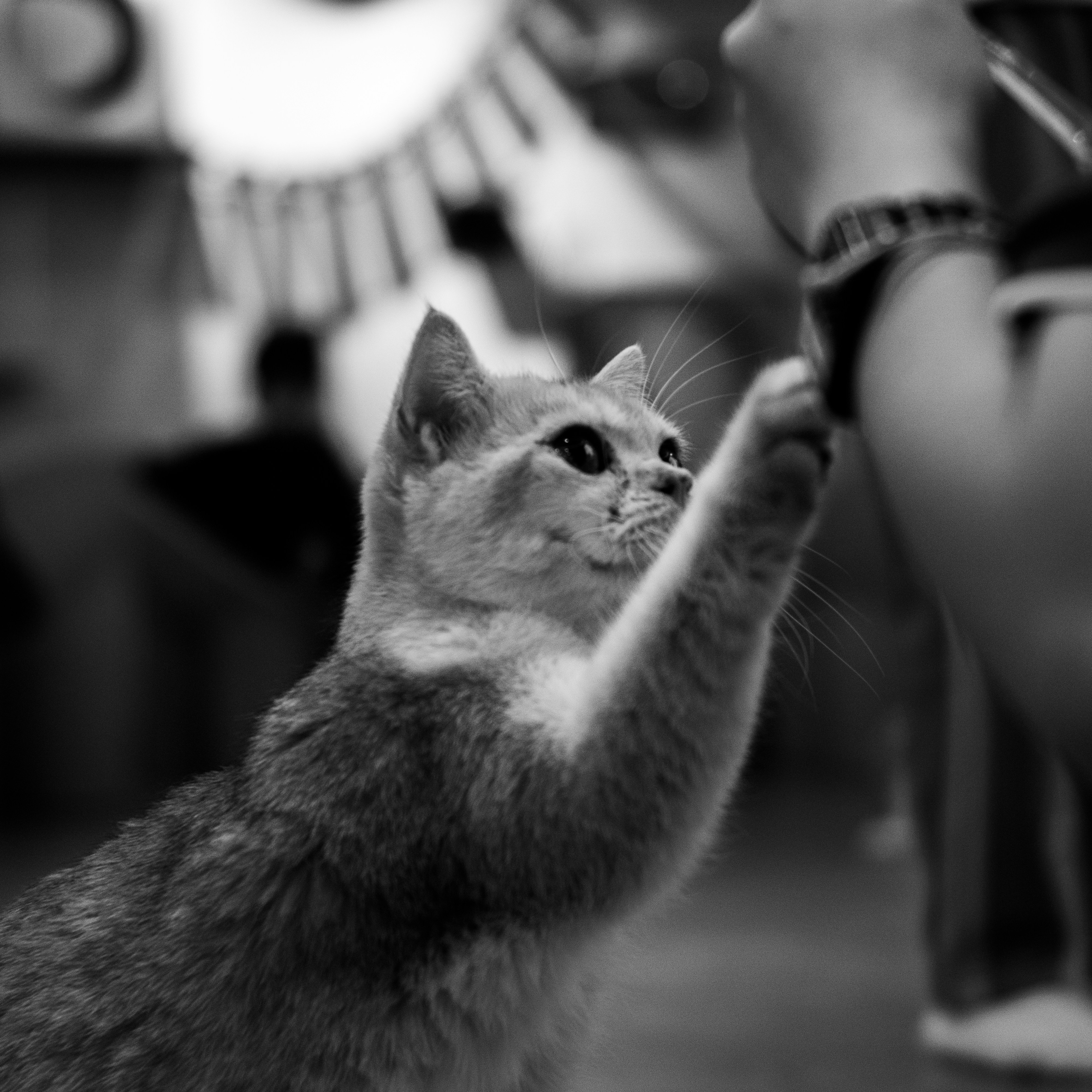 A cat reaching up to a person's hand photo – Free Catffe Image on Unsplash