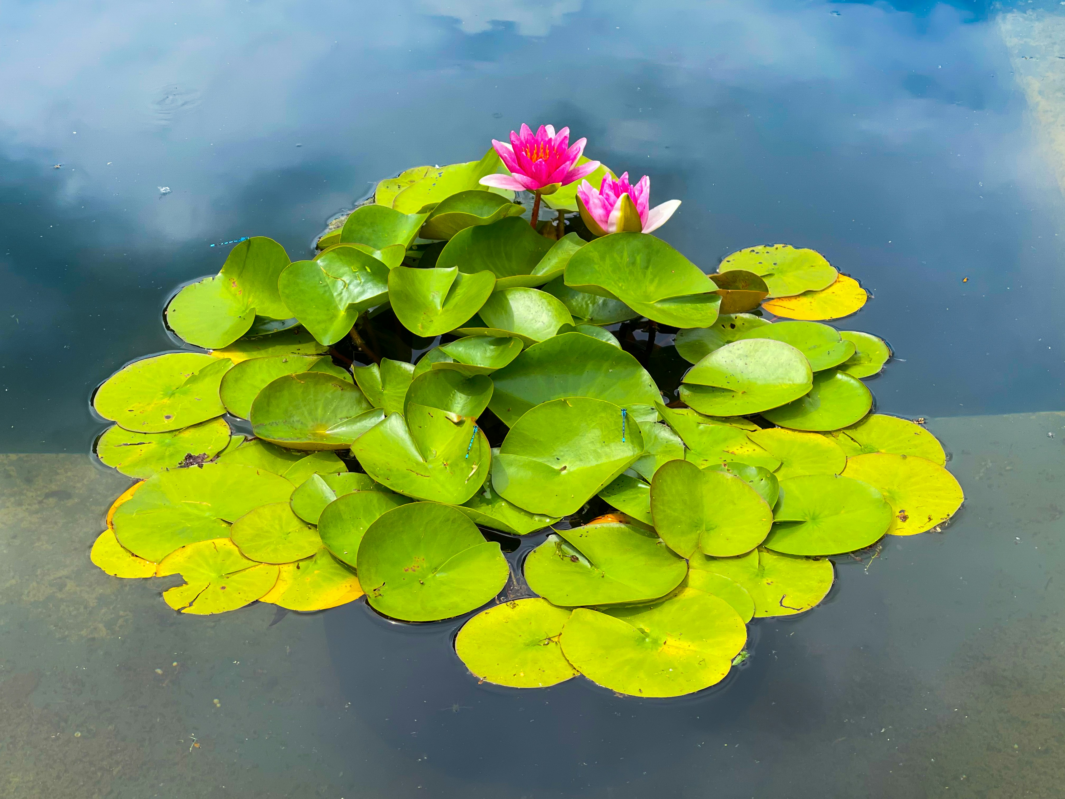 Tranquil Lilies Amidst Reflections