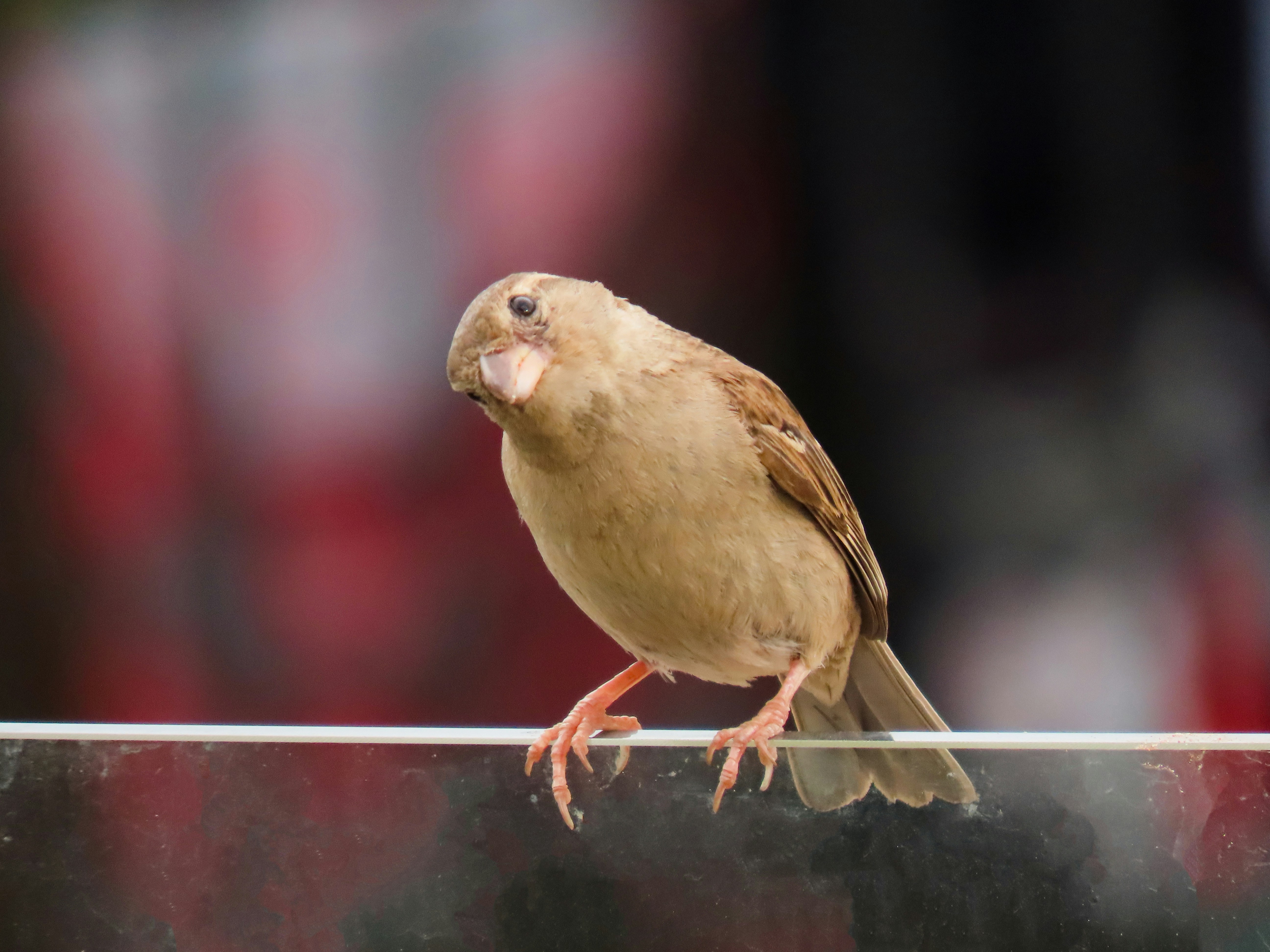 Perching on Glass: A Sparrow Scans Its Red-Hued Backdrop