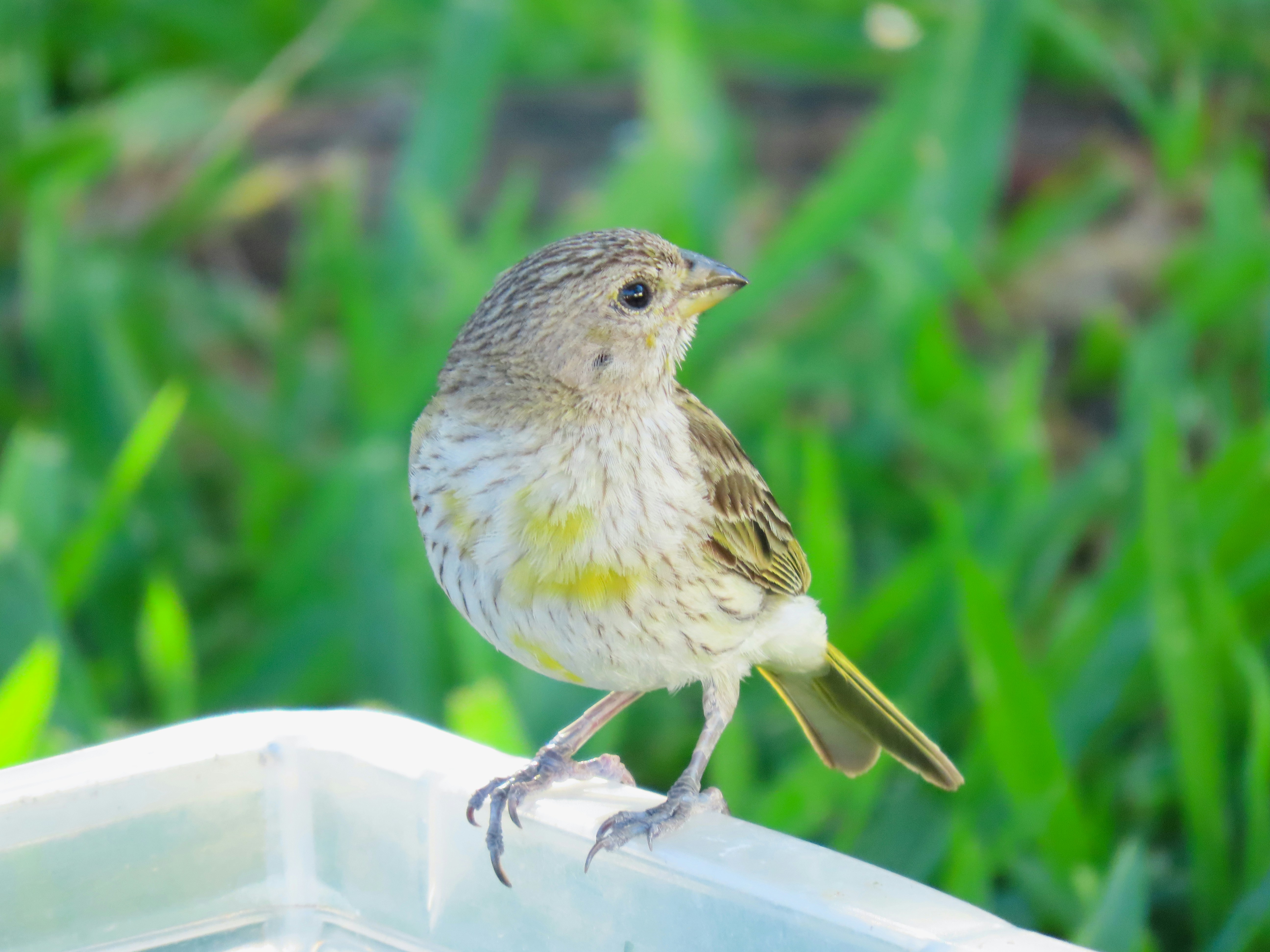 Perched on the Edge: A Quiet Meadow Wren In Focus
