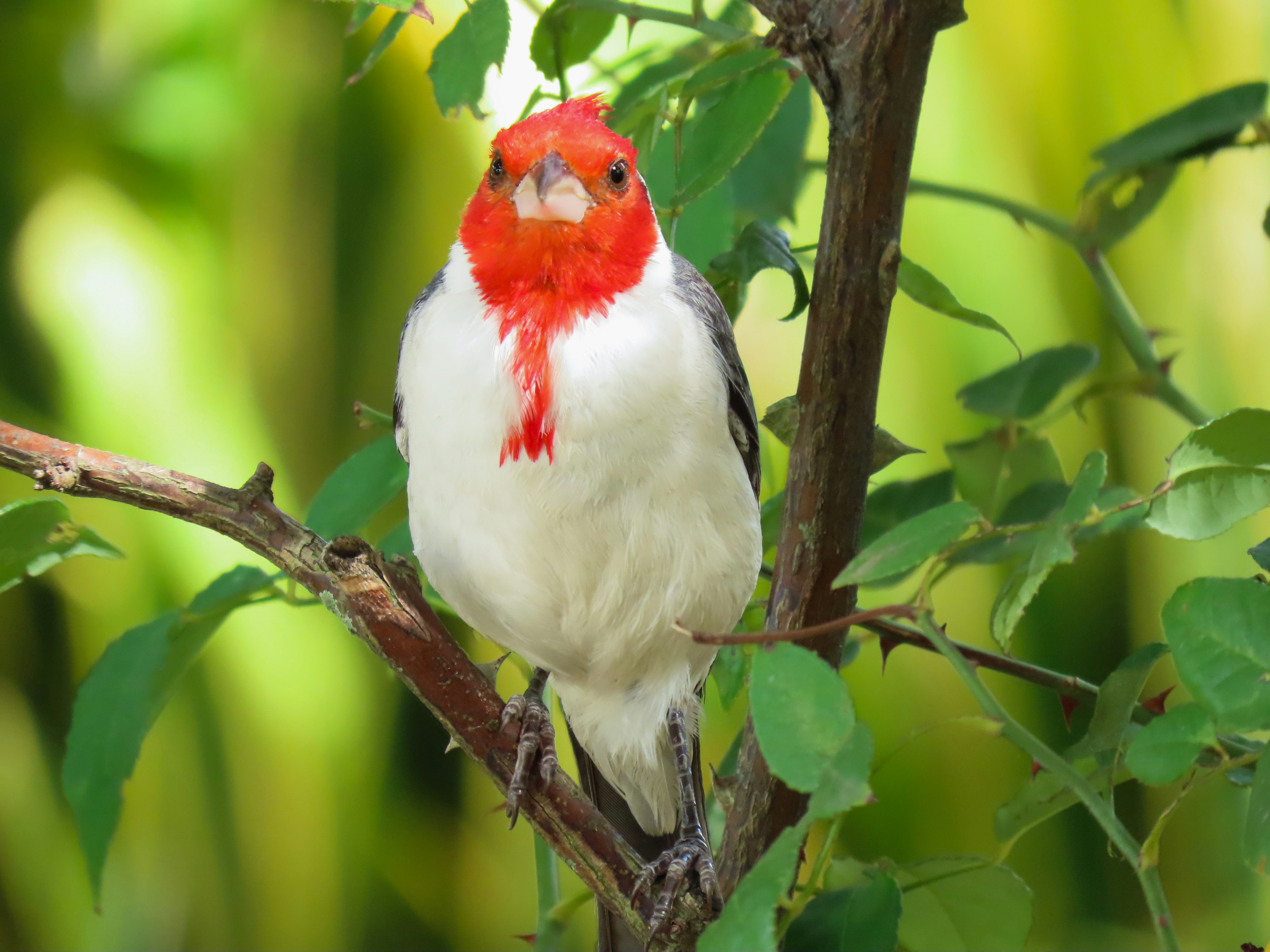 A red and white bird sitting on a tree branch photo – Free Animal Image ...