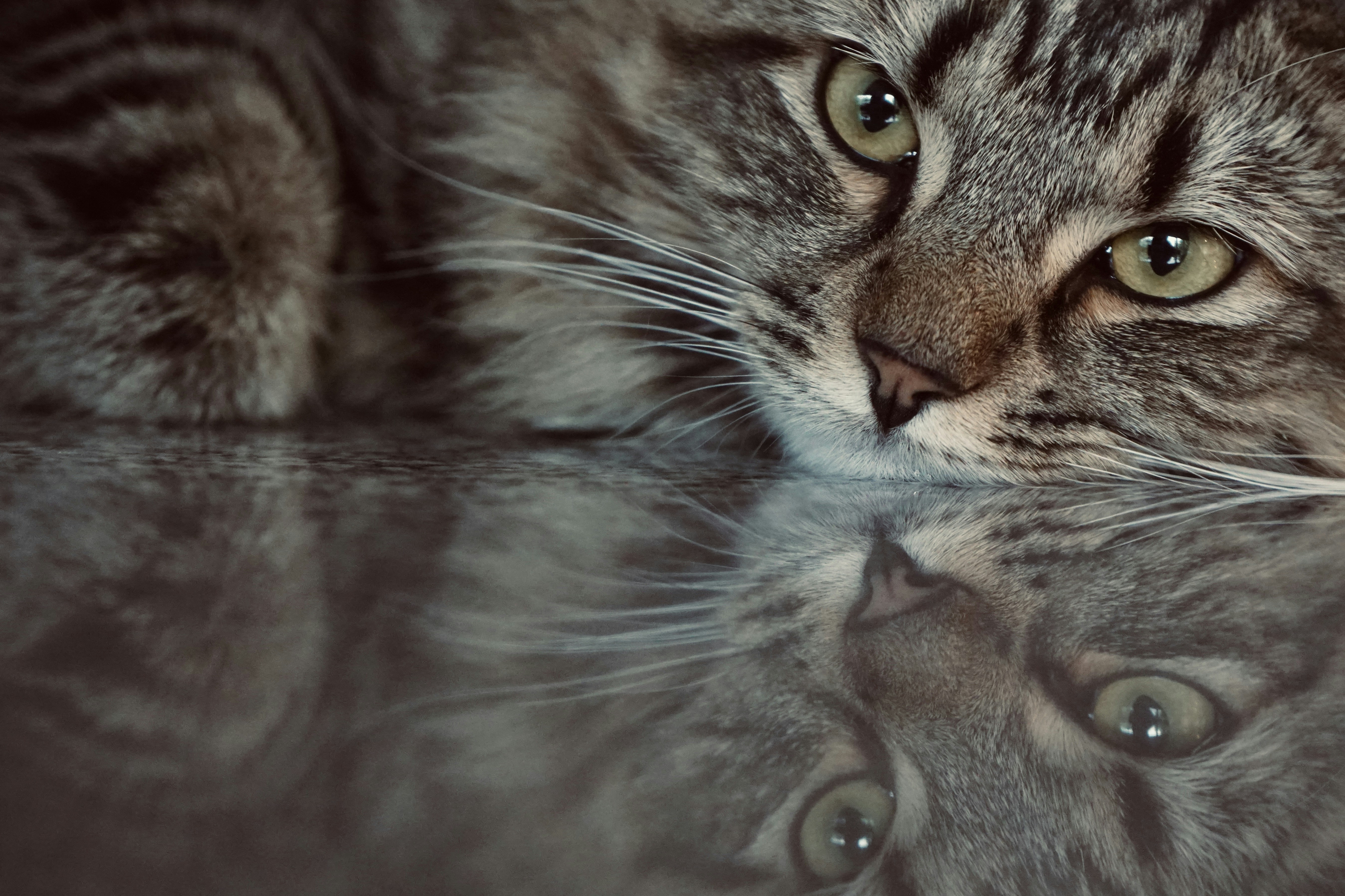 Gaze in the Glass: A Cat's Quiet Reflection