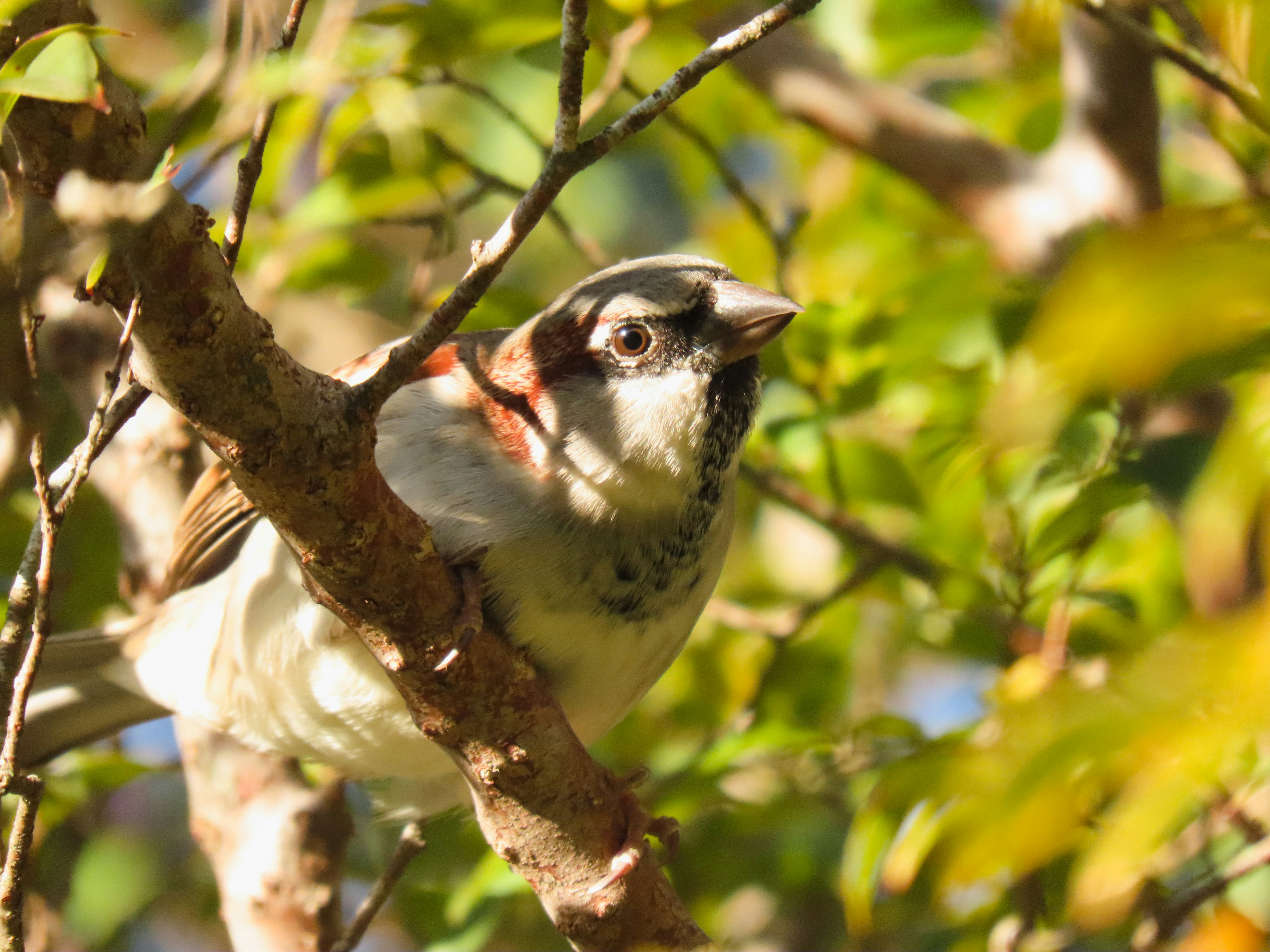 Perched in the Sunlit Green: A Sparrows’ Quiet Gaze