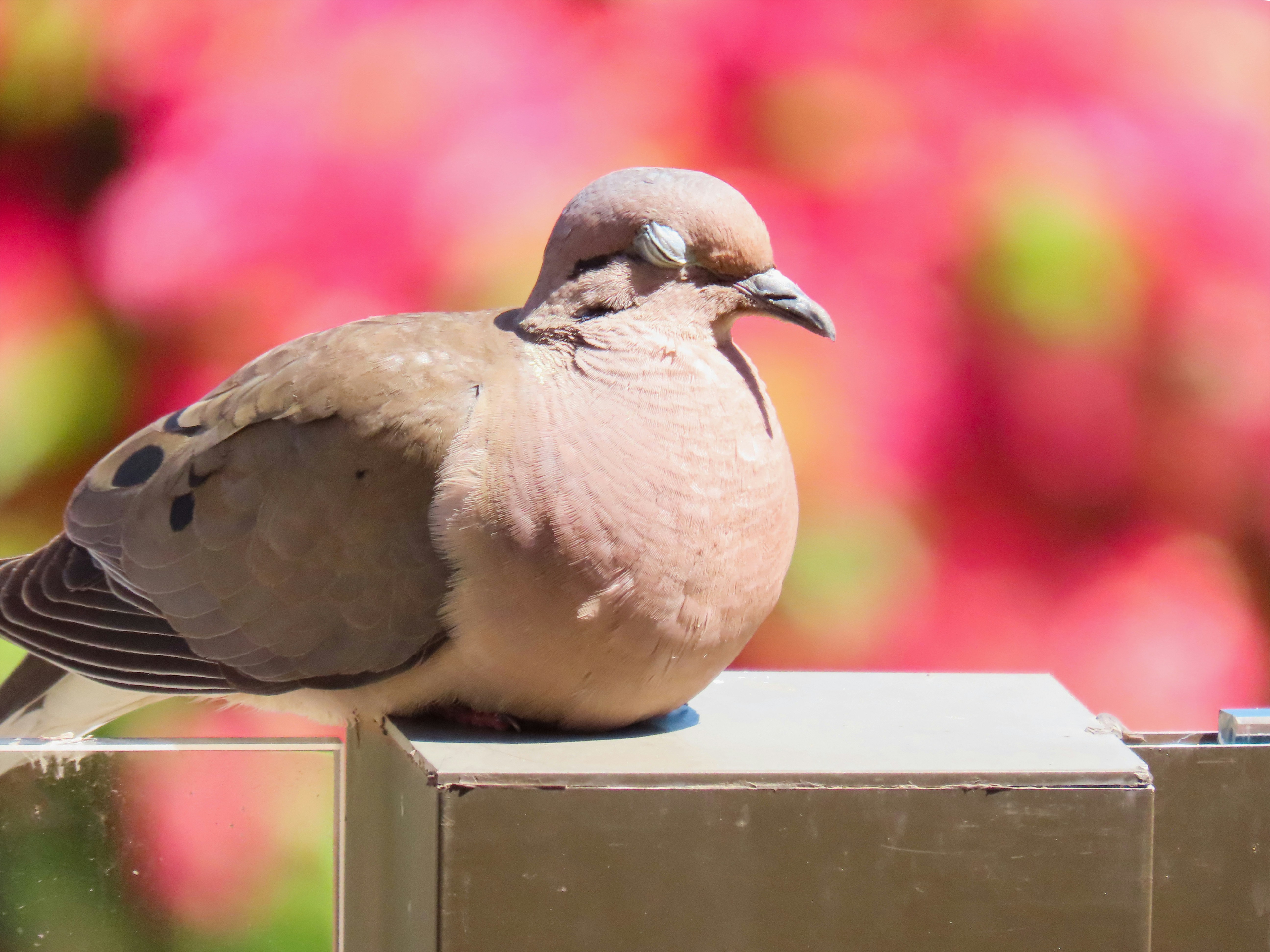Pigeon on a Metal Ledge Framed by Pink Spring Blooms