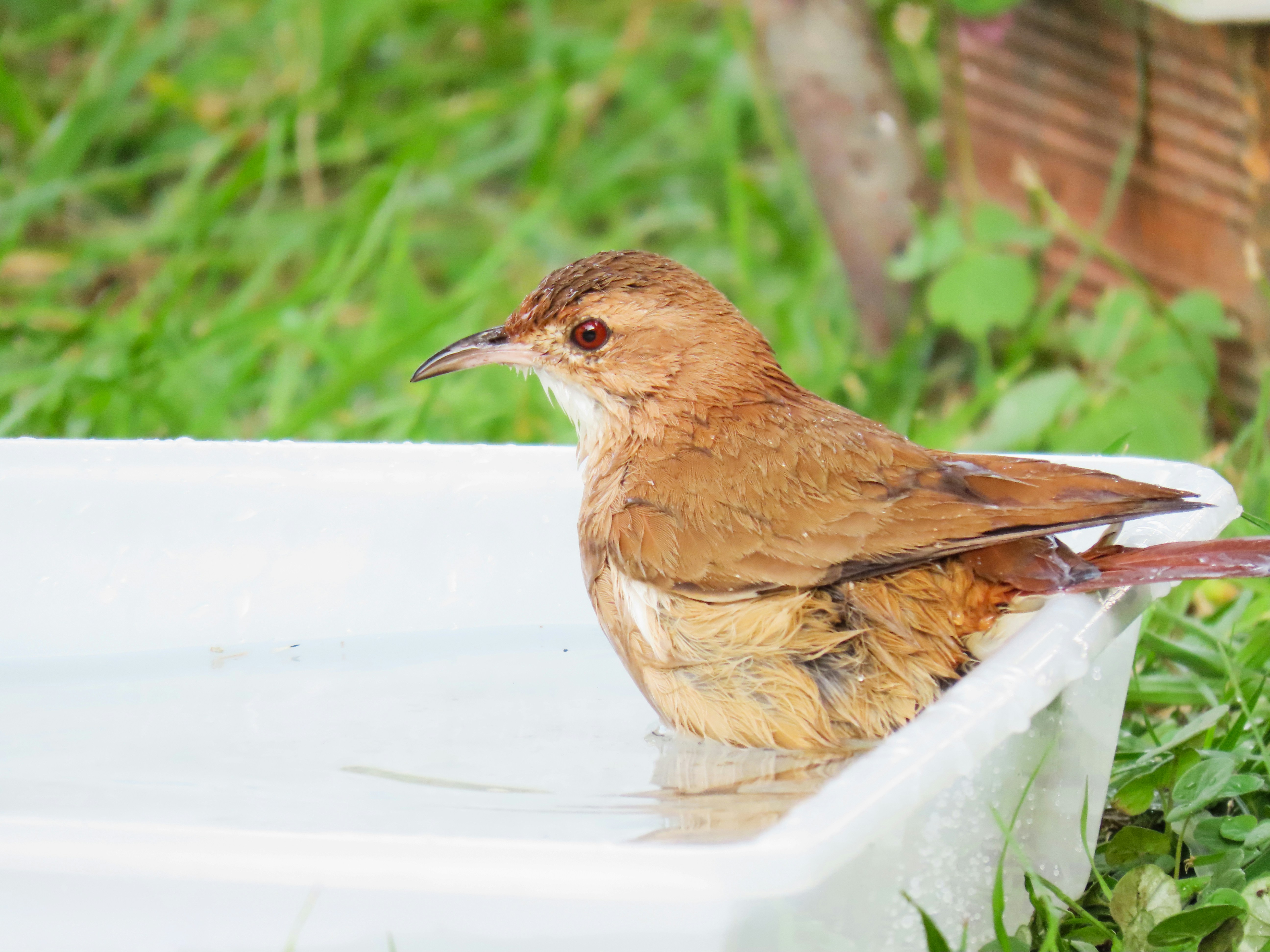 Sunlit Bath in a White Tub: A Brown Backyard Visitor Finds Solace