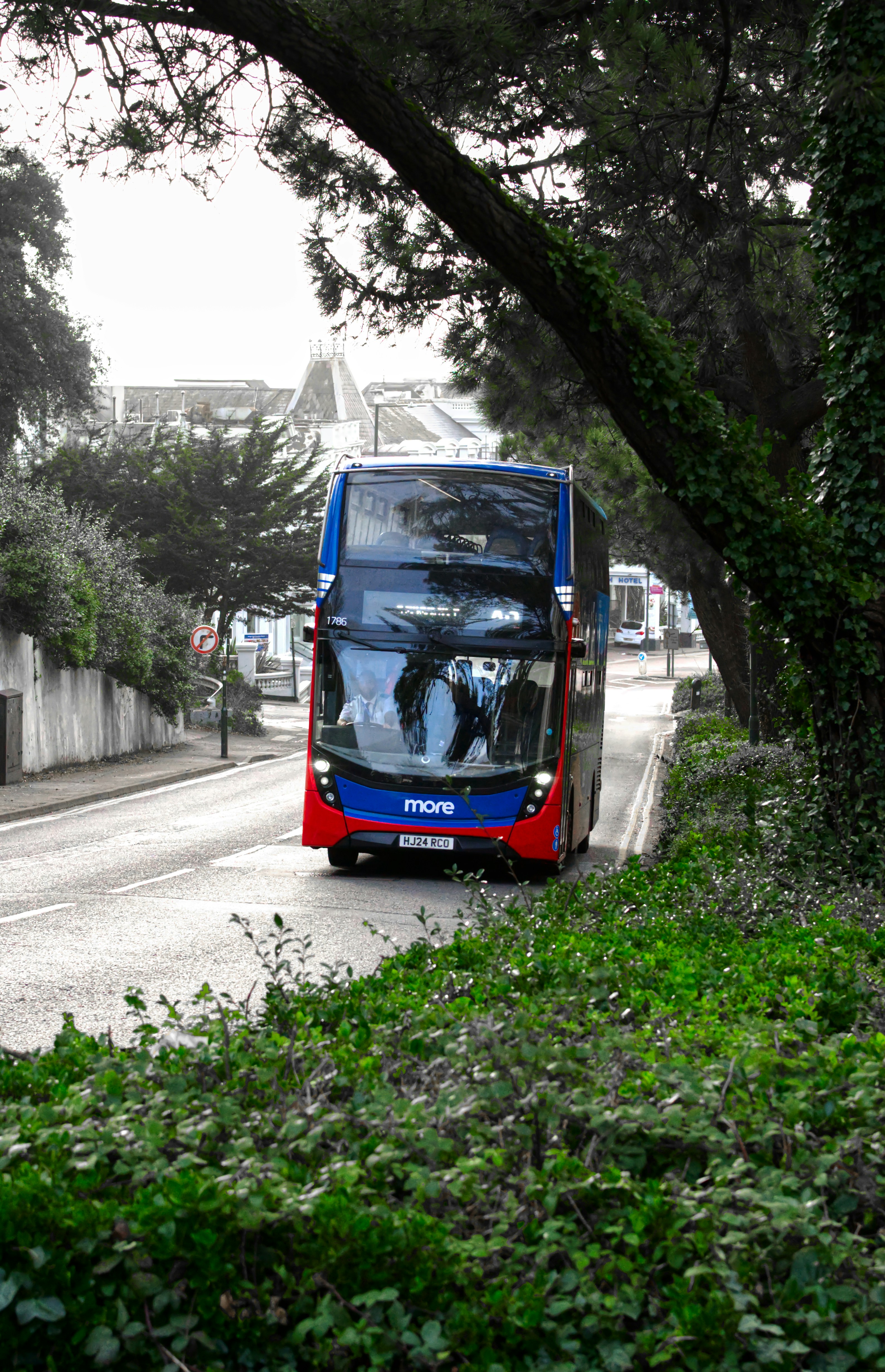 Under the Green Arch: Central Bus on a Leafy Street