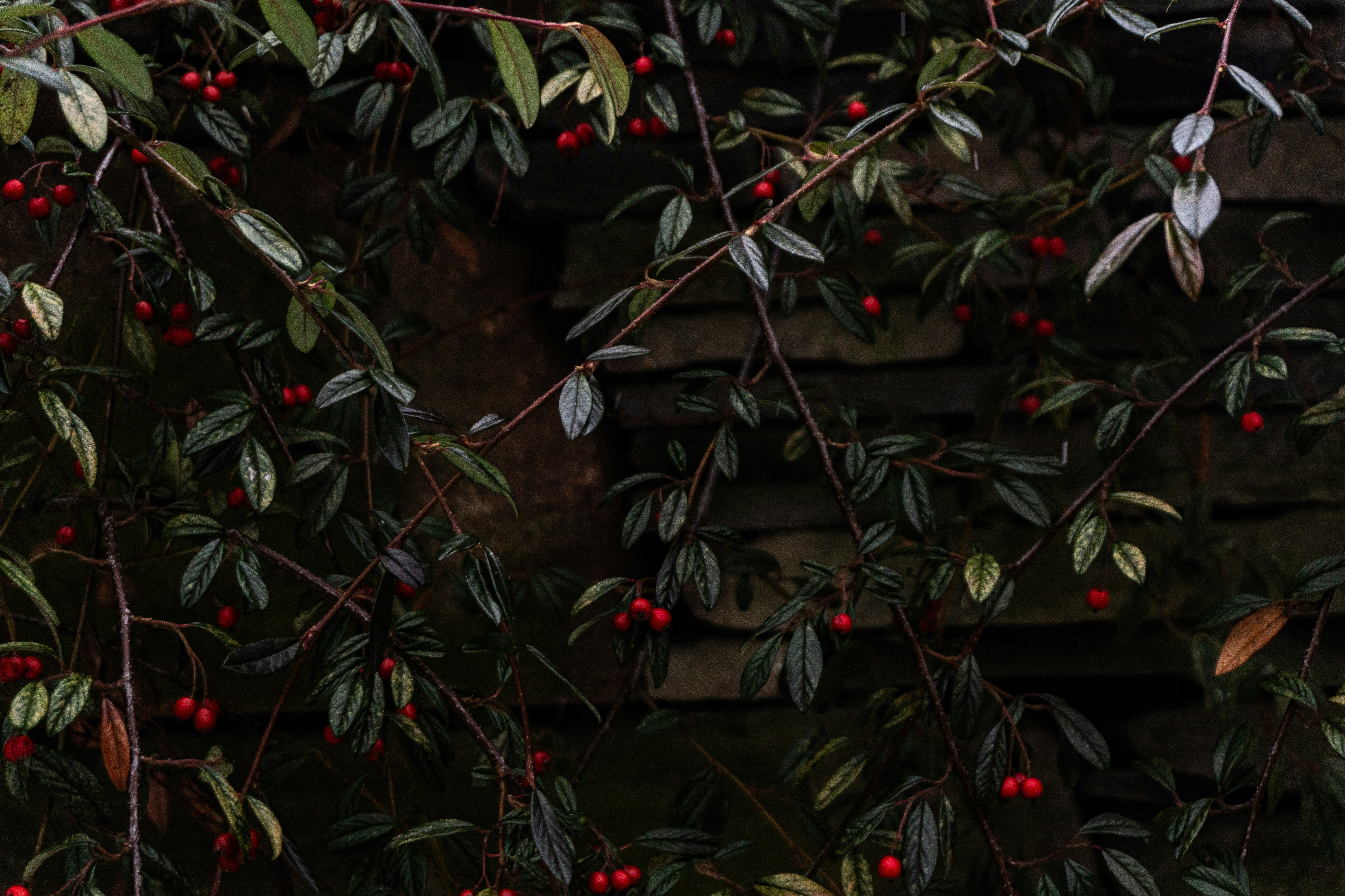 Dark green foliage with bright red berries against a stacked stone wall.