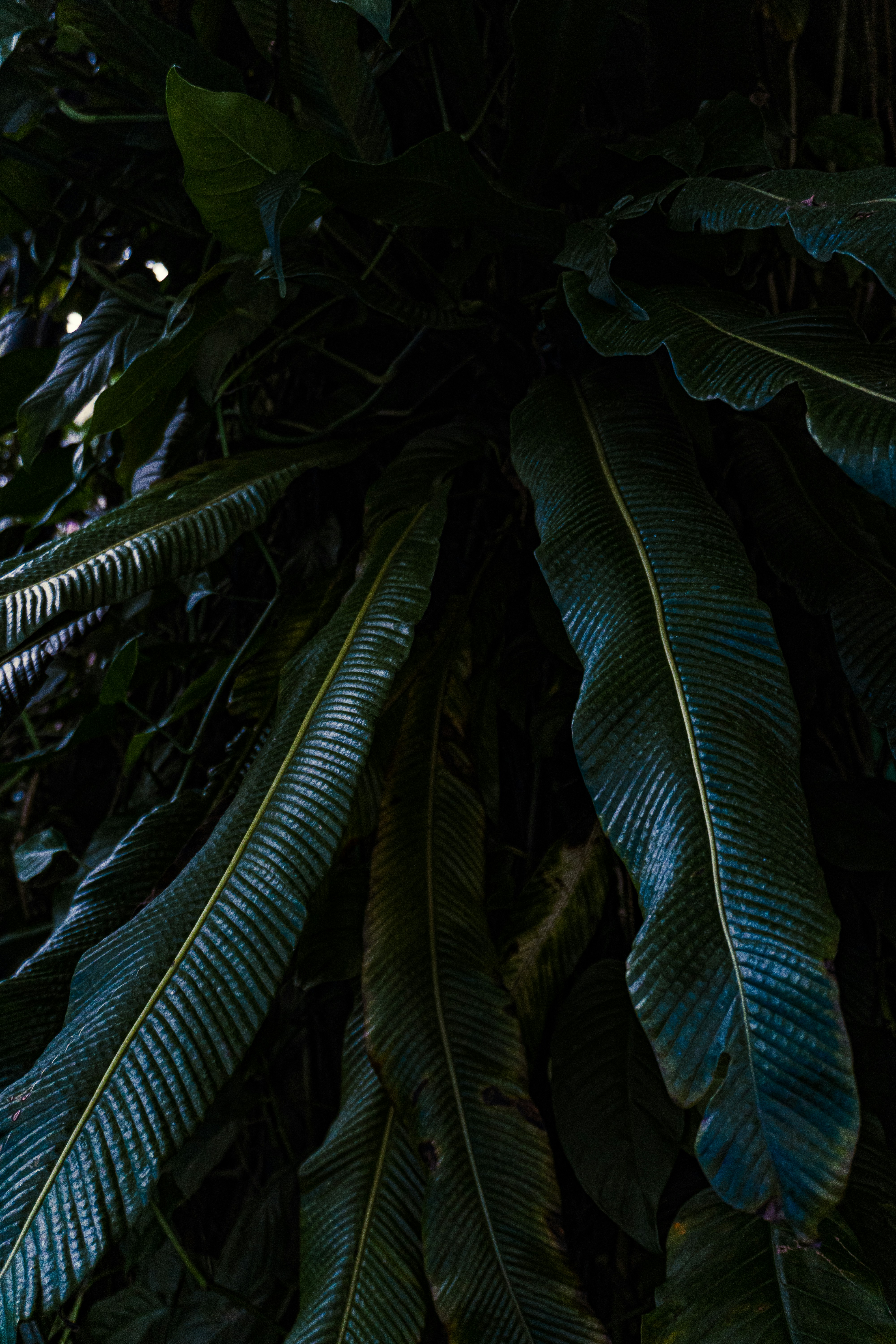 Lush green leaves intertwine in a dense jungle setting, showcasing intricate textures and natural patterns. The interplay of light and shadow adds depth to the foliage.