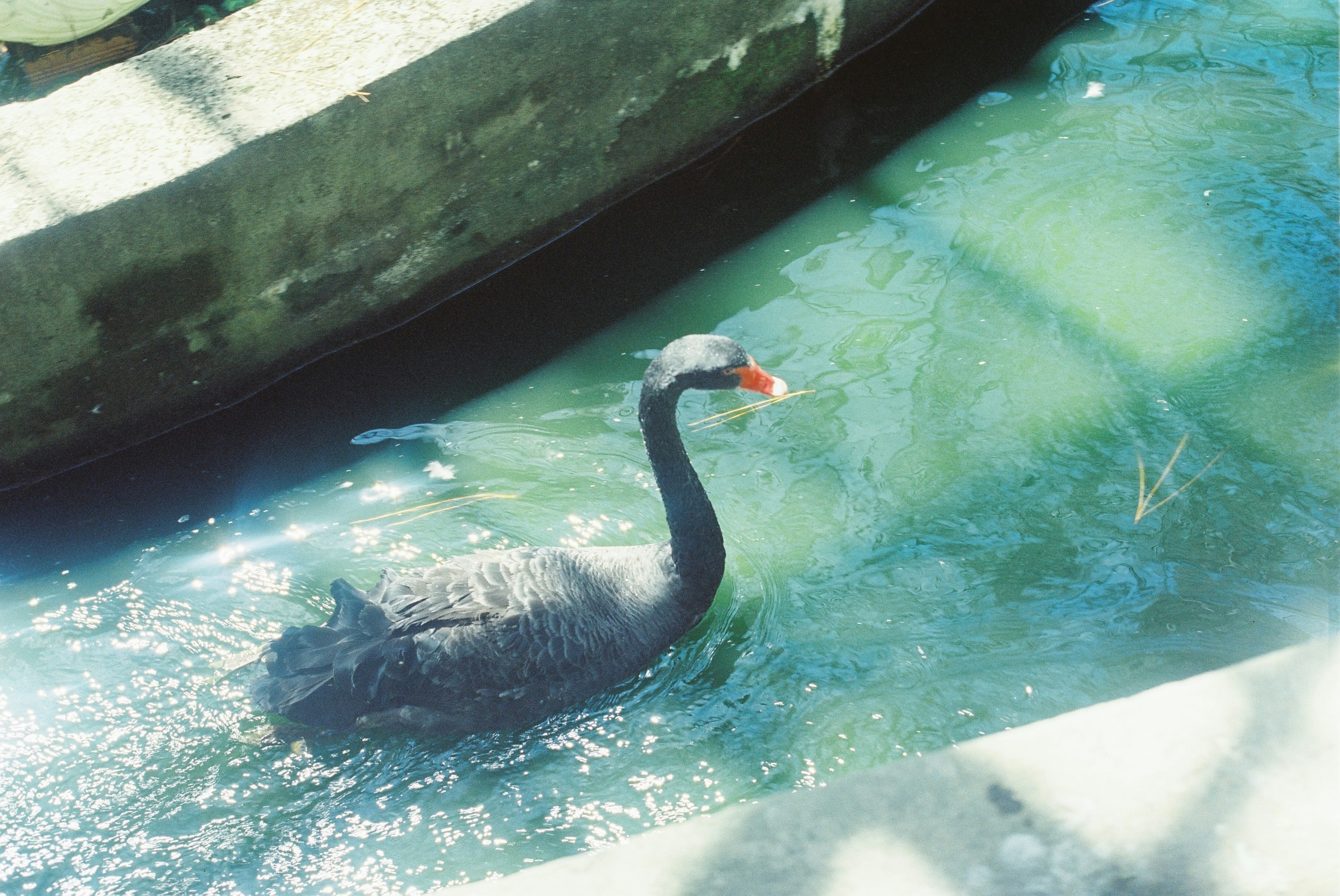 Emerald Canal Swan: A Black Bird Glides Along Sunlit Turquoise Water