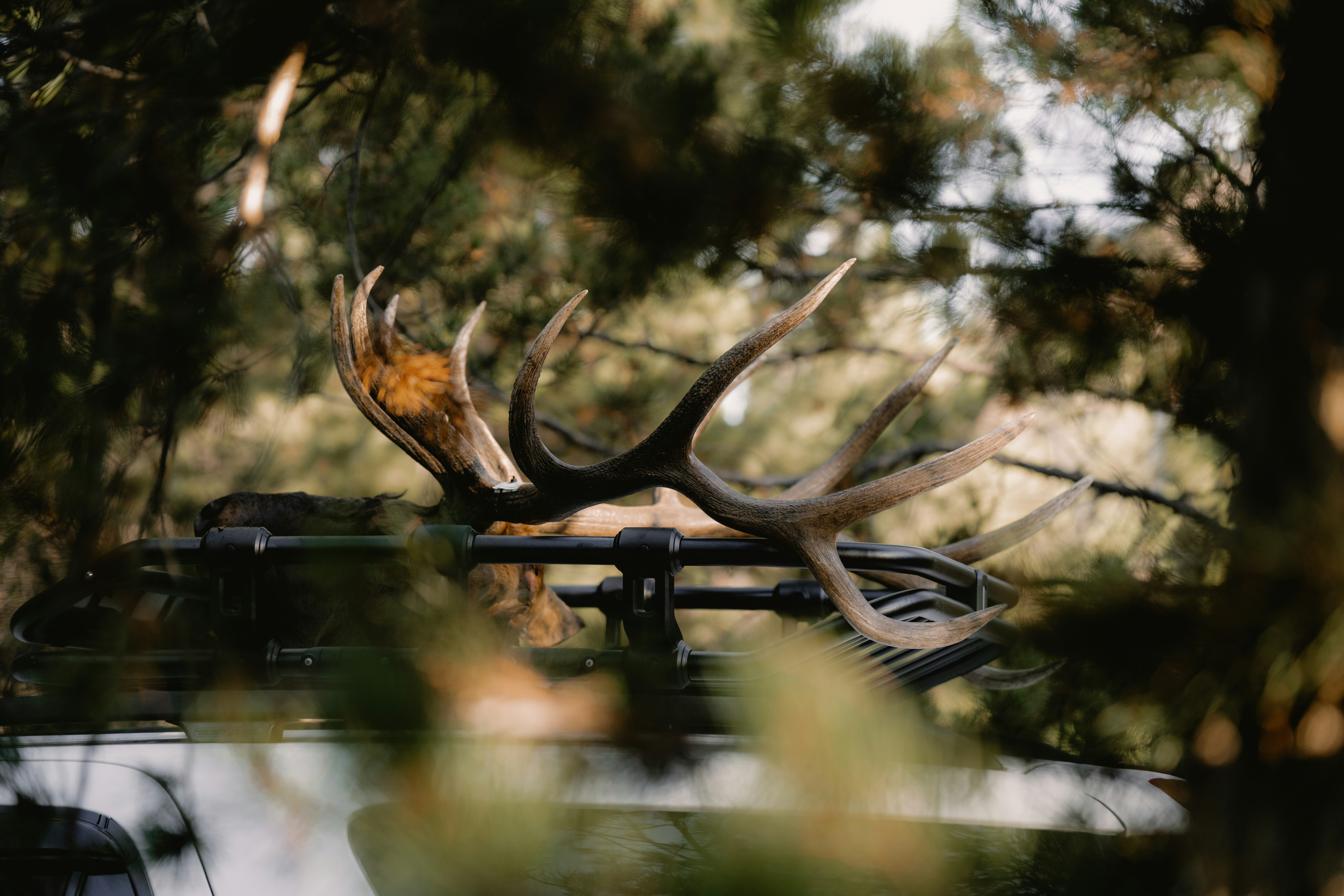 Antlered Silence: A Window on Hidden Wildlife