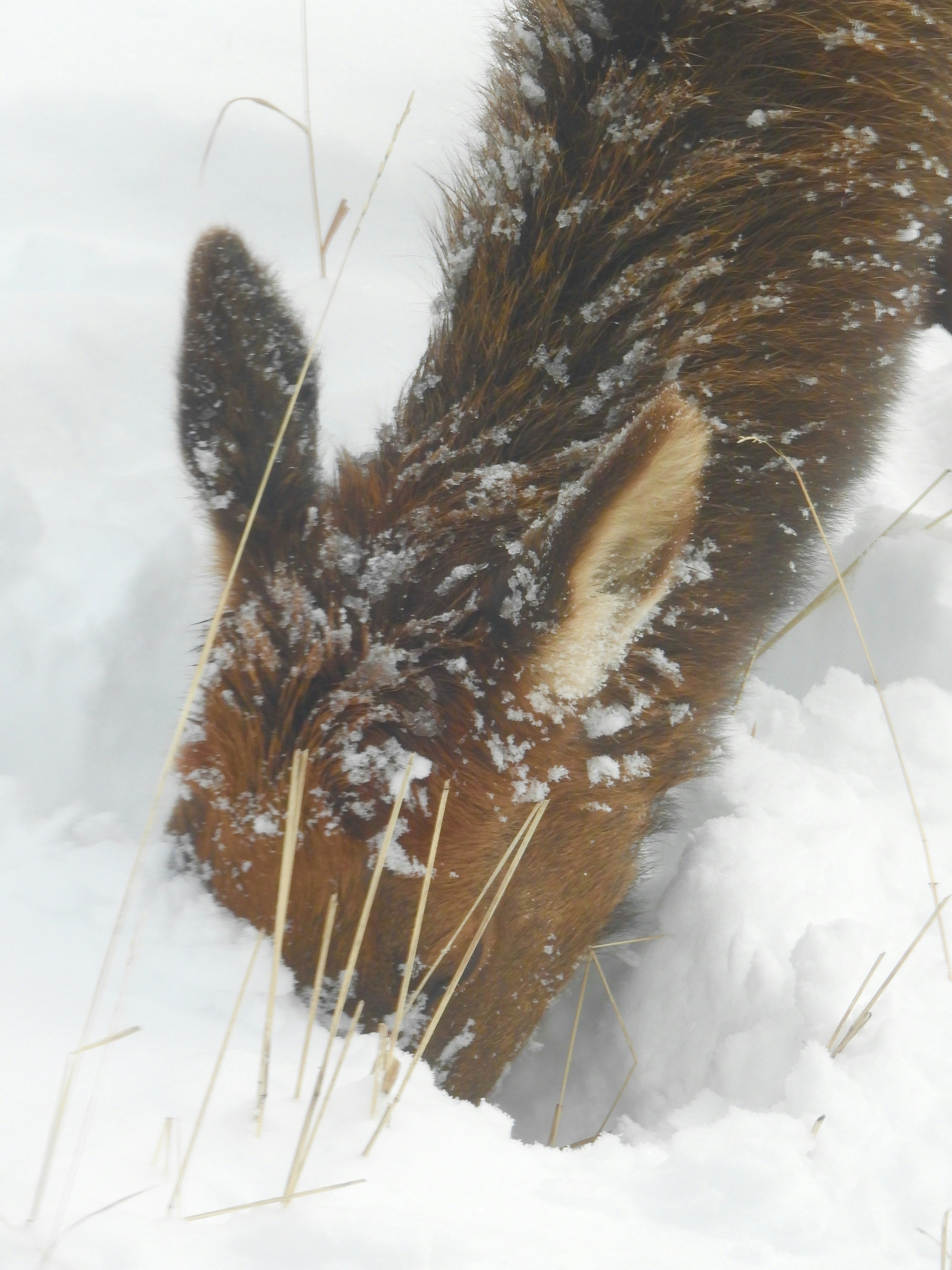 Elk pushes face into snow to find food. | A small animal that is standing in the snow