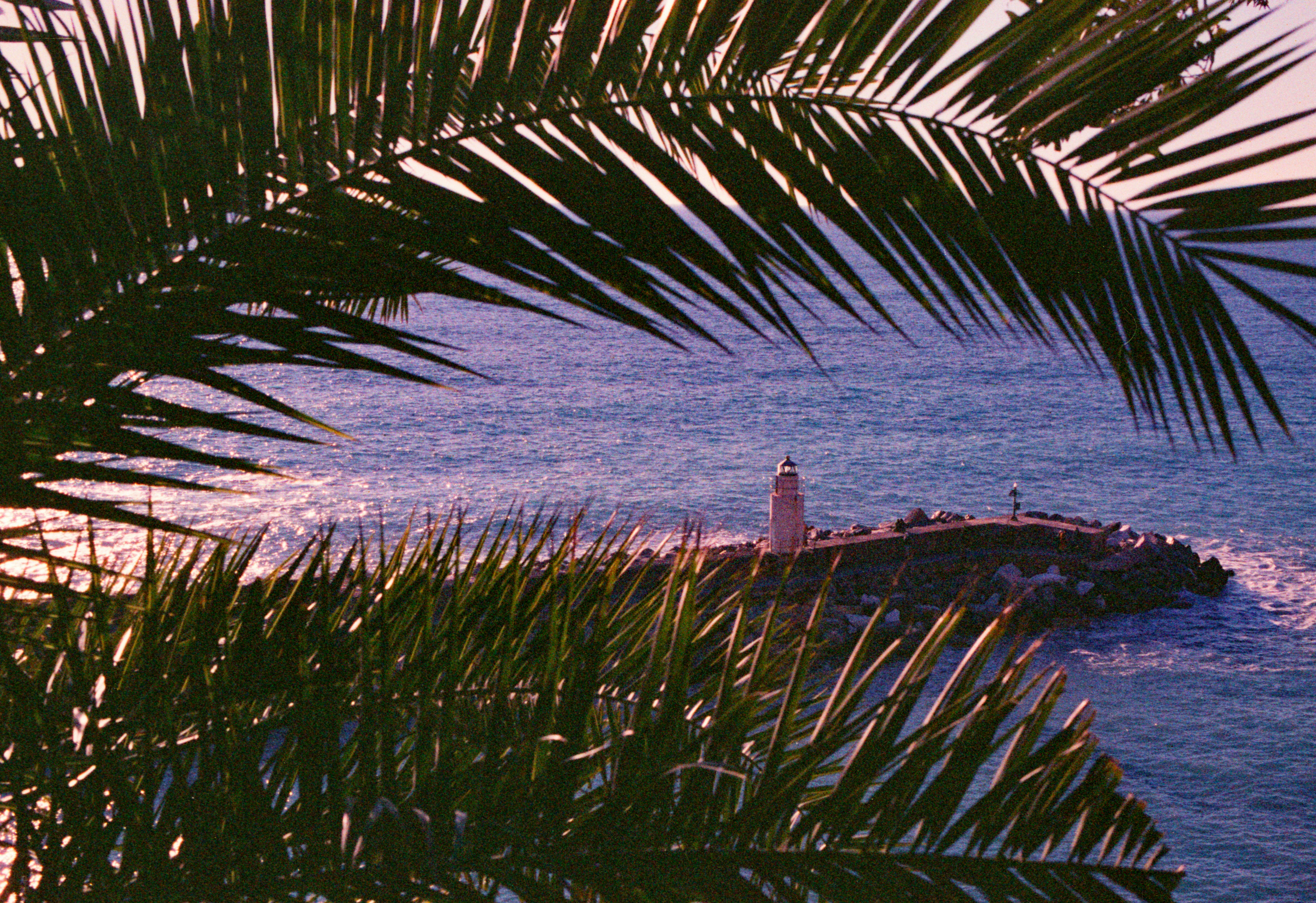 A view of the ocean from behind a palm tree photo – Free Beach Image on ...