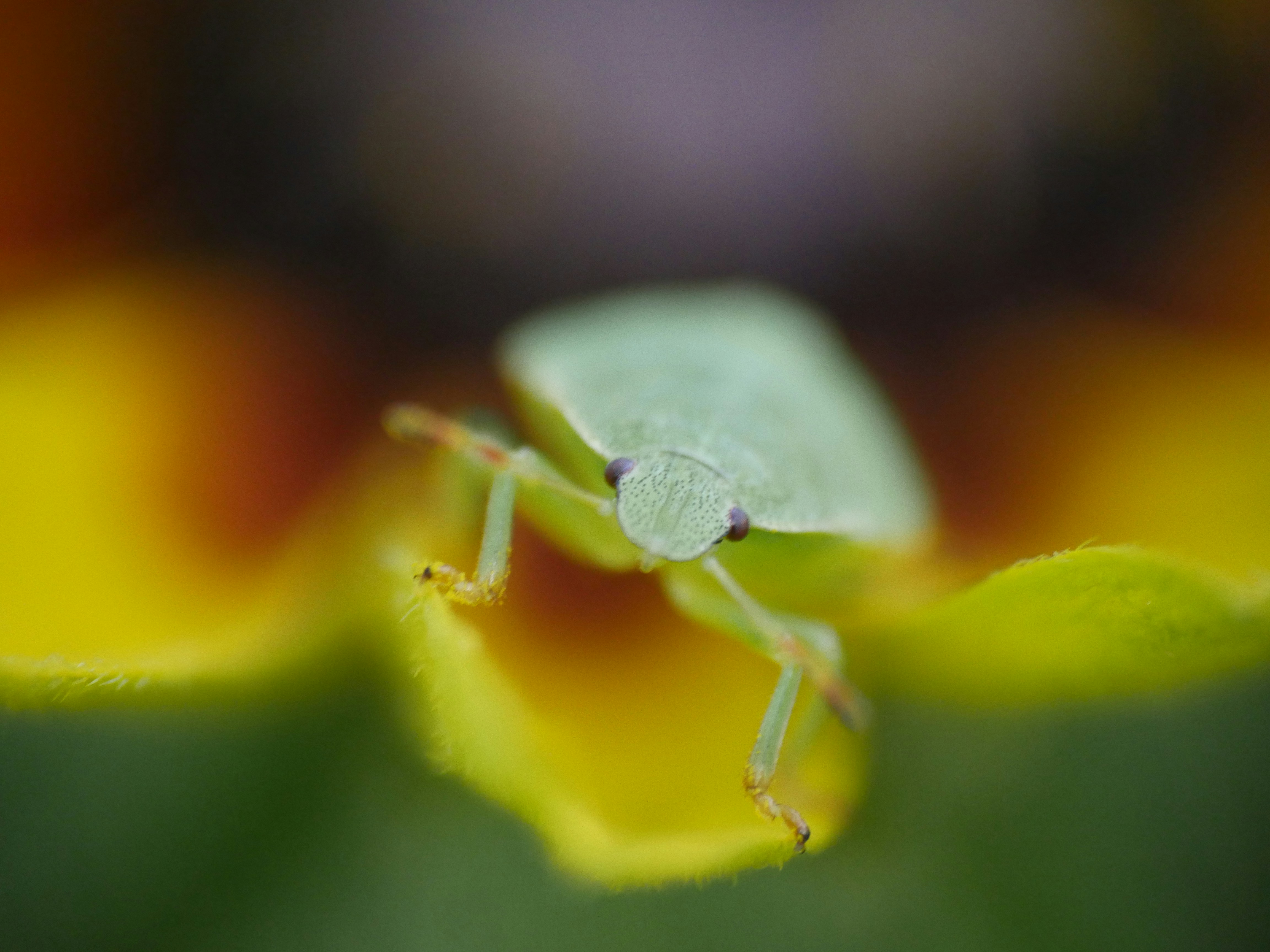 Emerald Visitor on a Petal Stage