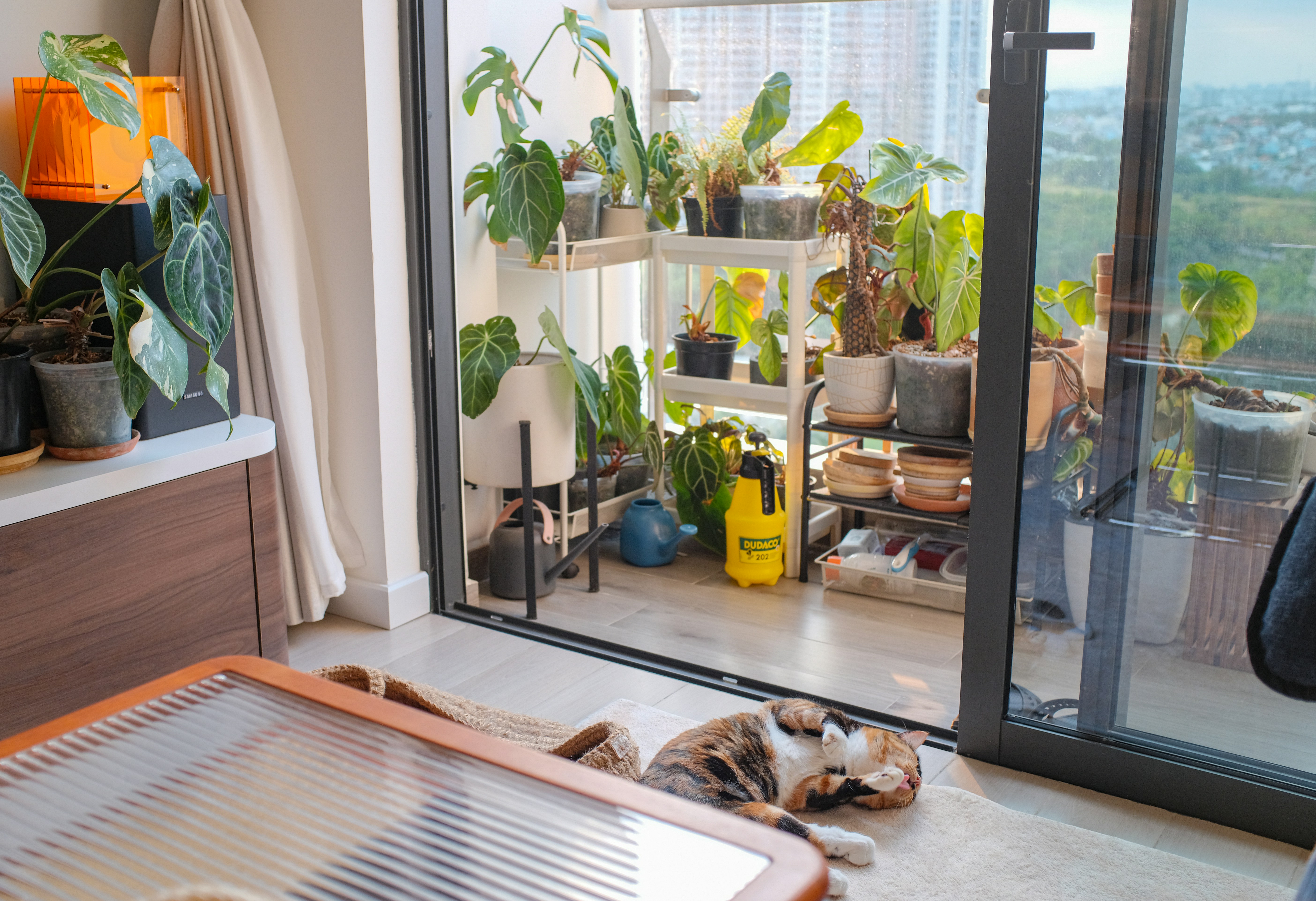 Nap by the Glass: A Cat Resting Among Indoor Balcony Jungle