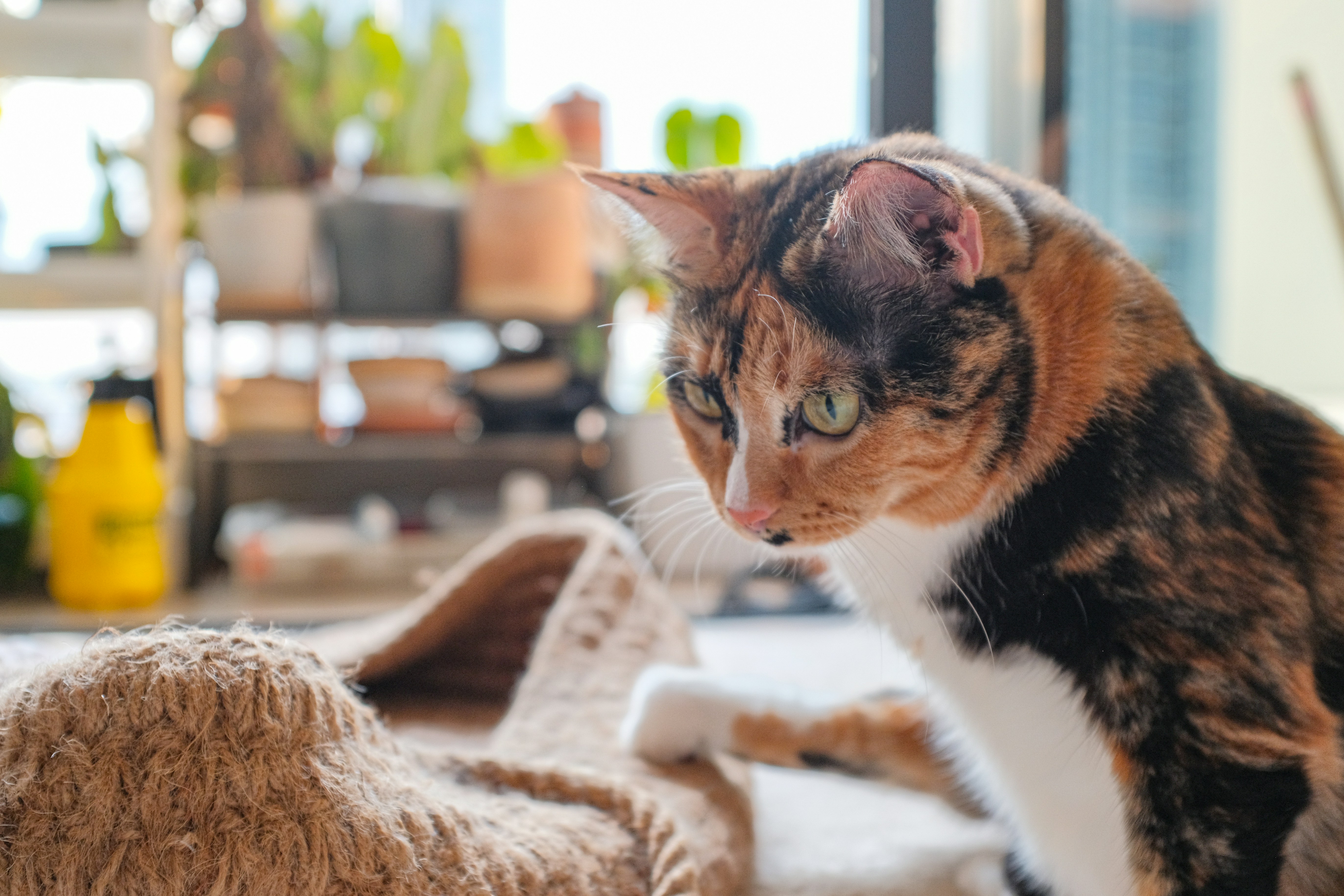 A calico cat standing next to a stuffed animal photo – Free Animal ...