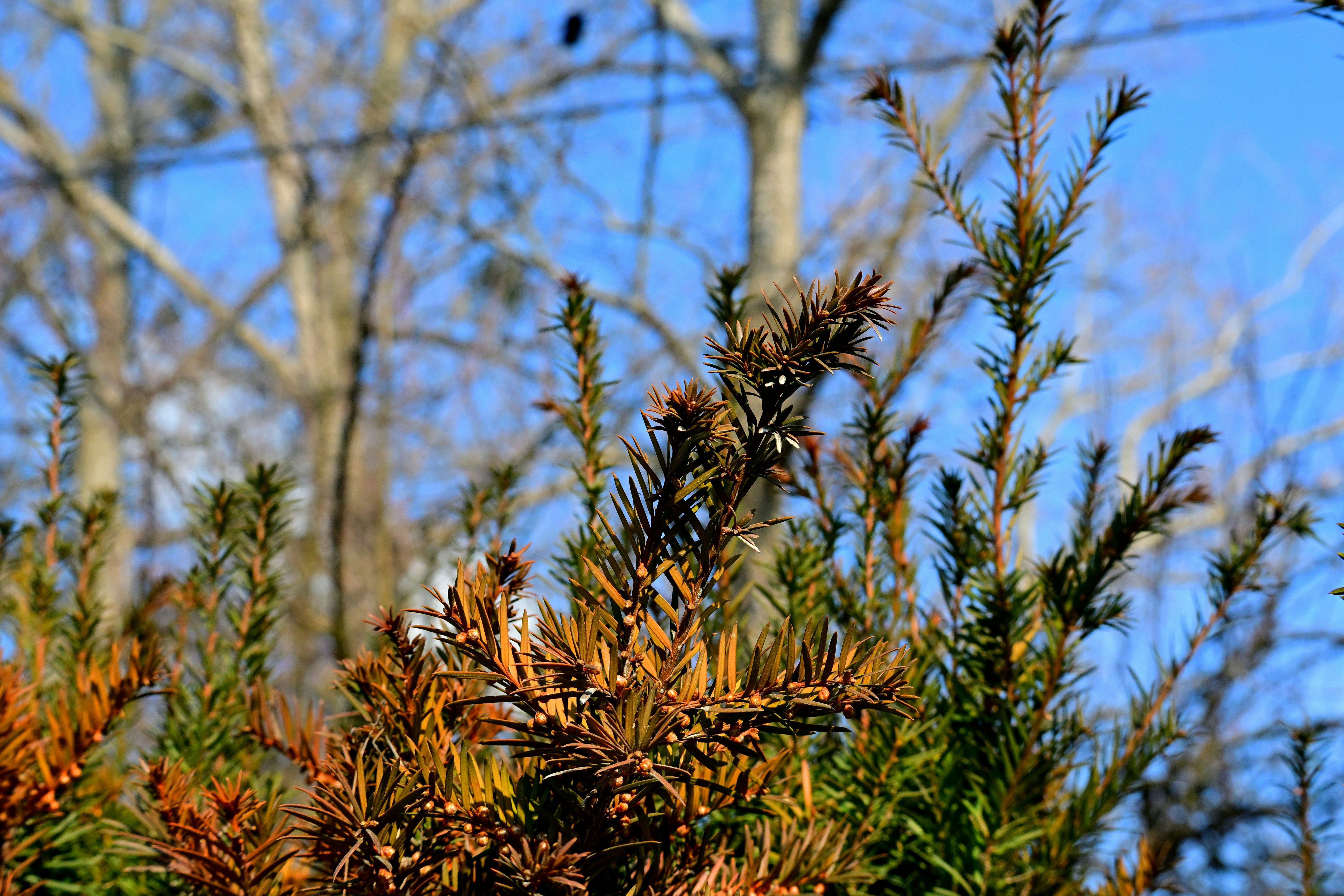 Evergreen branches with orange-tinted needles against a clear blue sky.