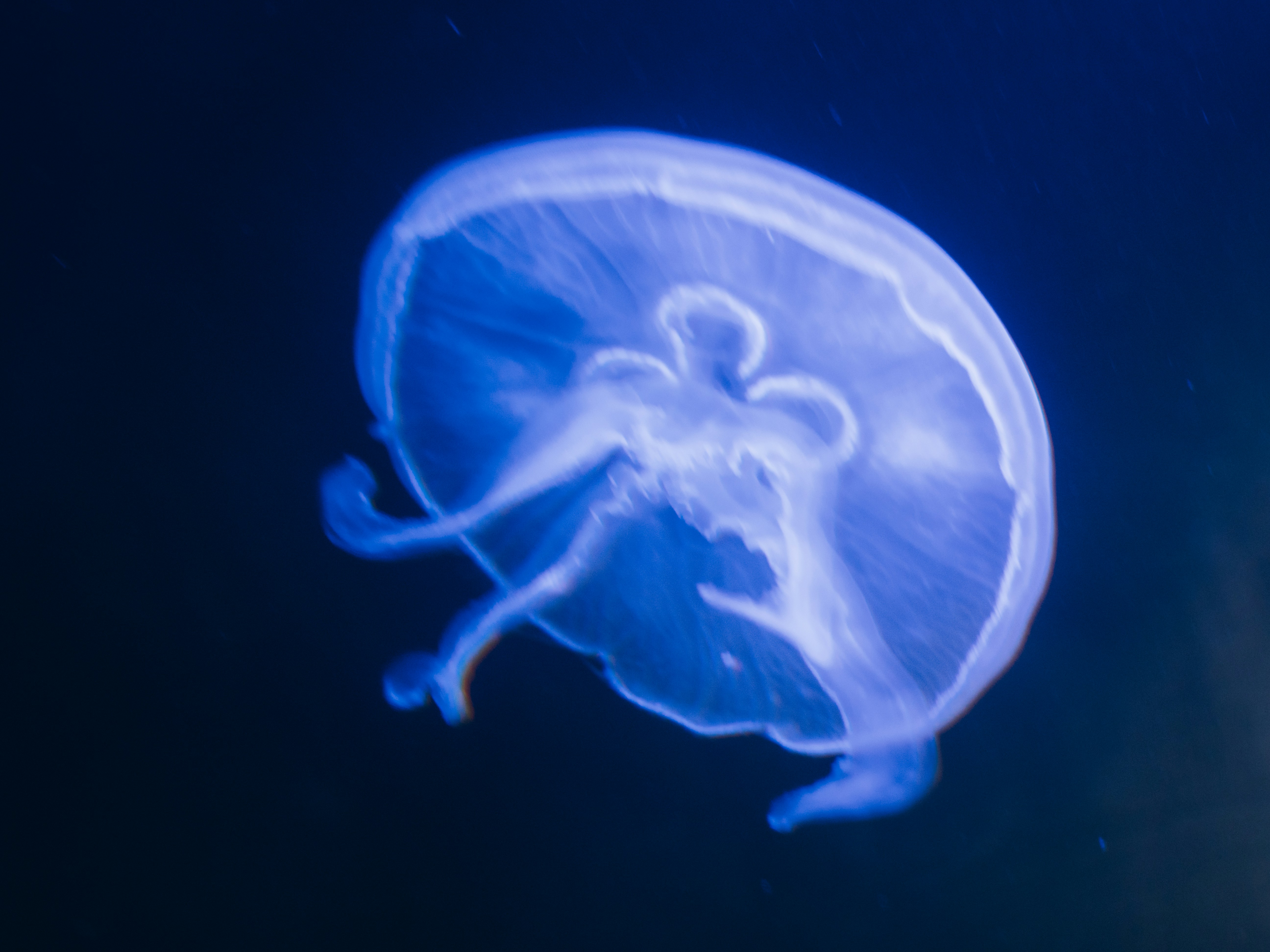 Una medusa azul flotando en el agua foto – Imagen de Azul gratuita en ...