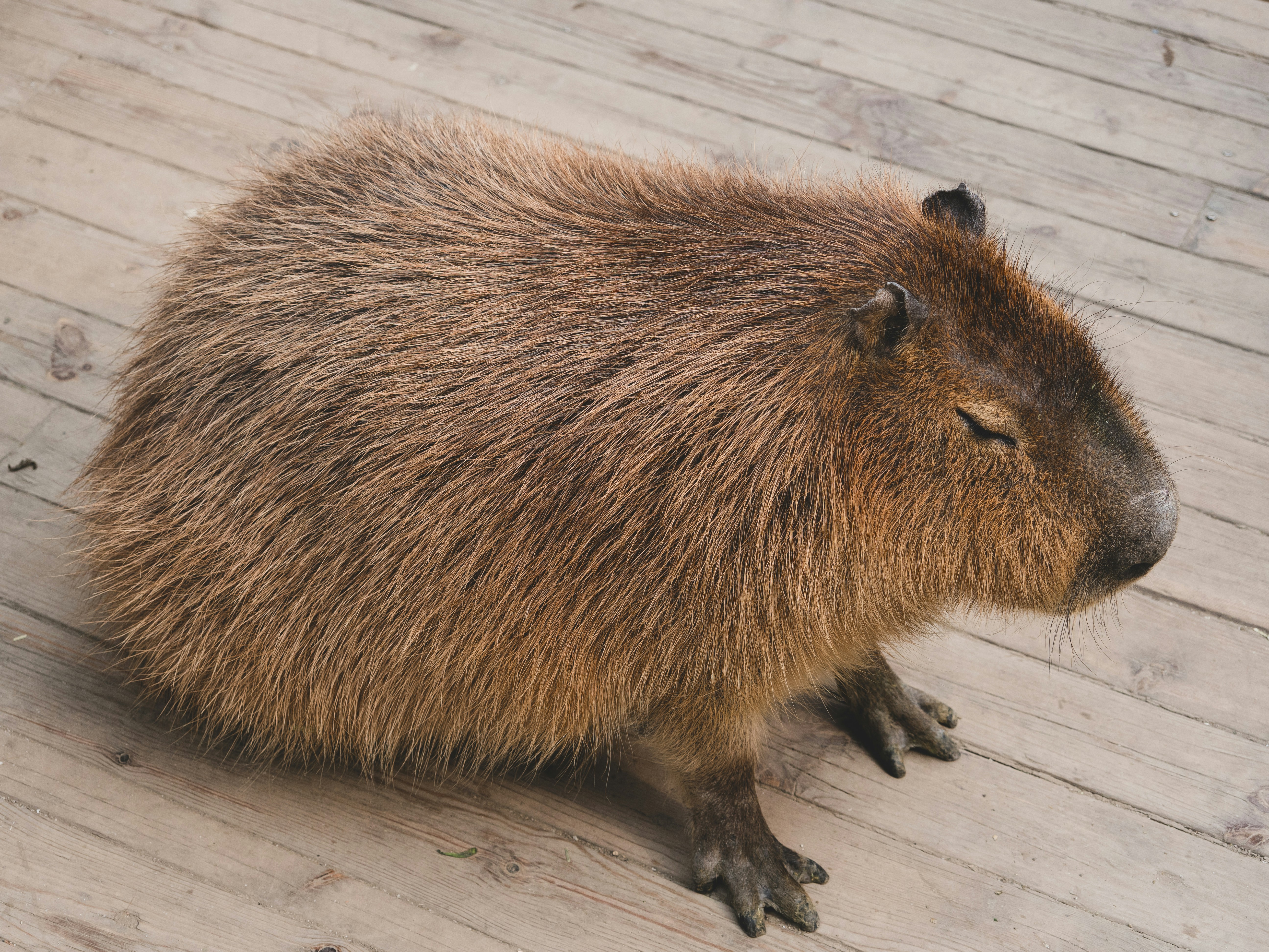 A capybara is sitting on a wooden floor photo – Free Animal Image on ...